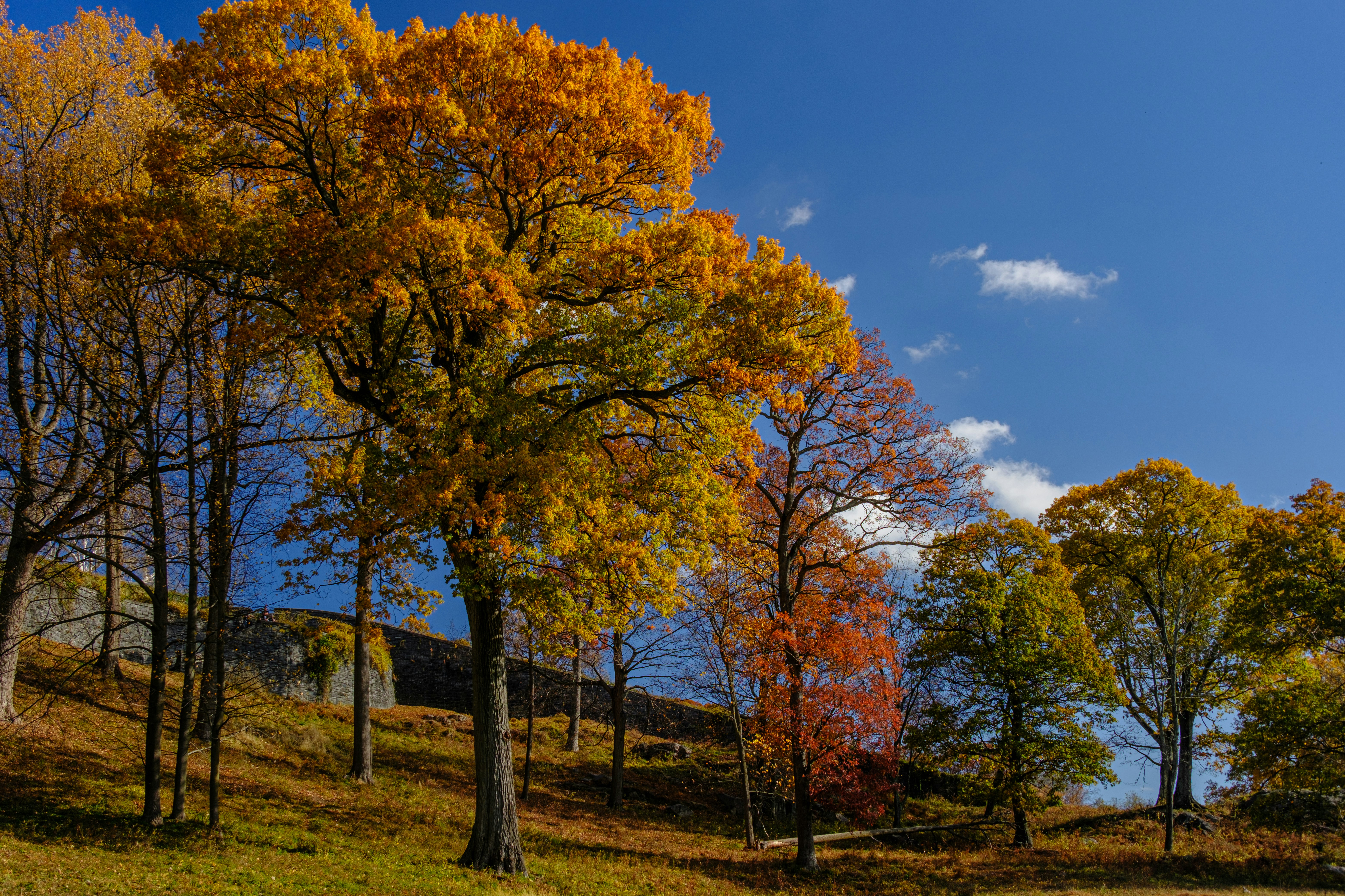 Photo by MICHAEL CHIARA with Fujifilm X-H2S