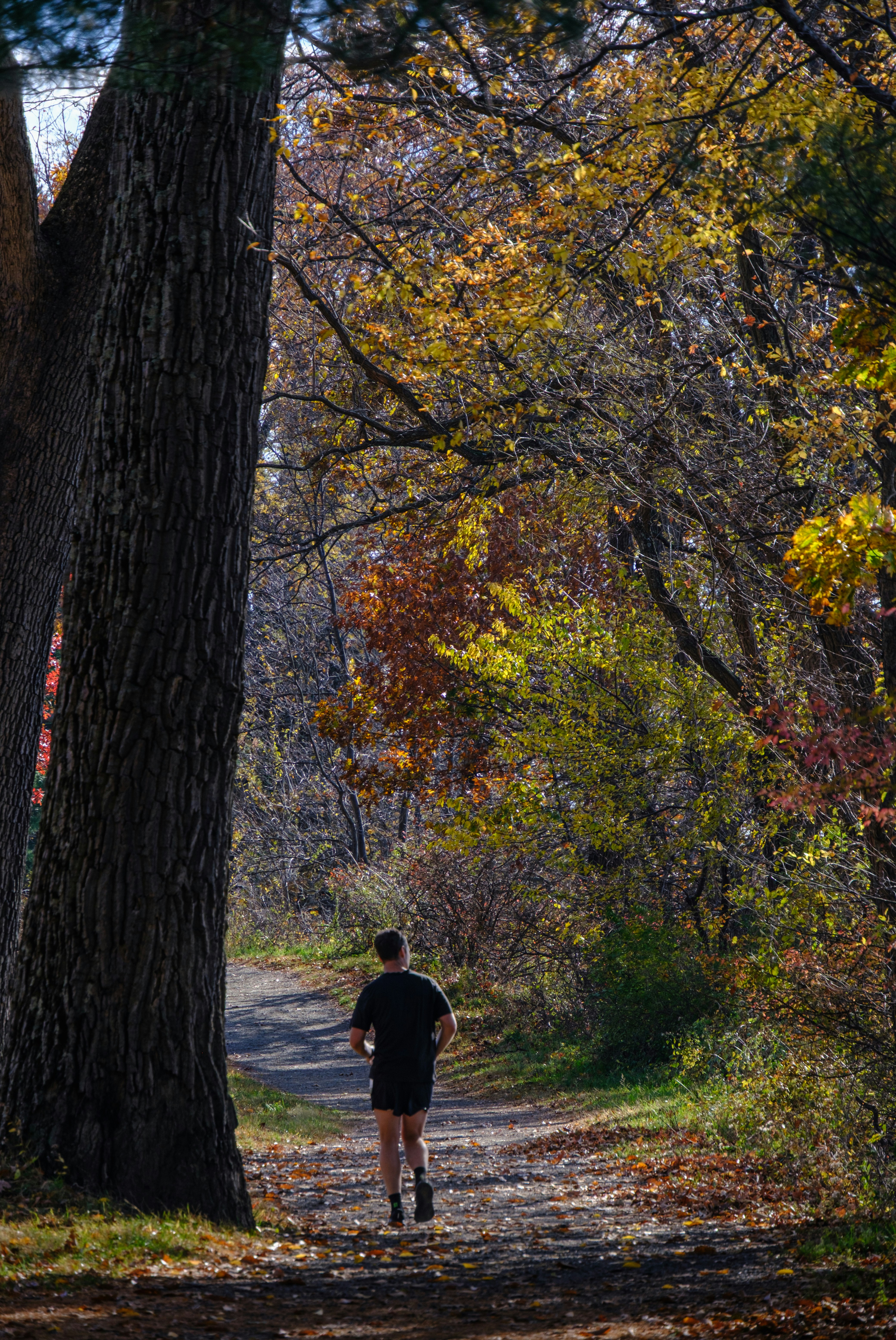 runner on the trail