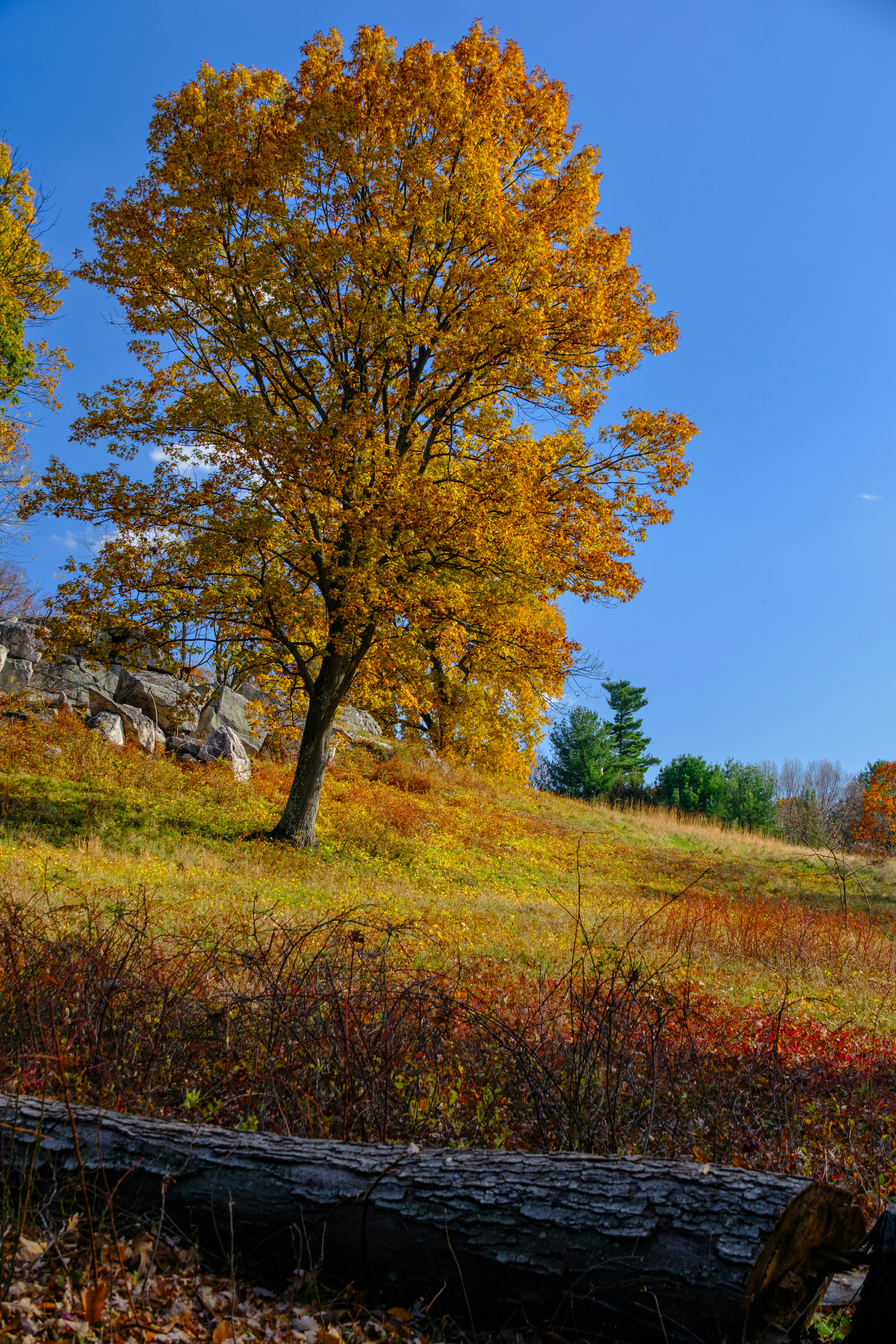 Photo by MICHAEL CHIARA with Fujifilm X-H2S