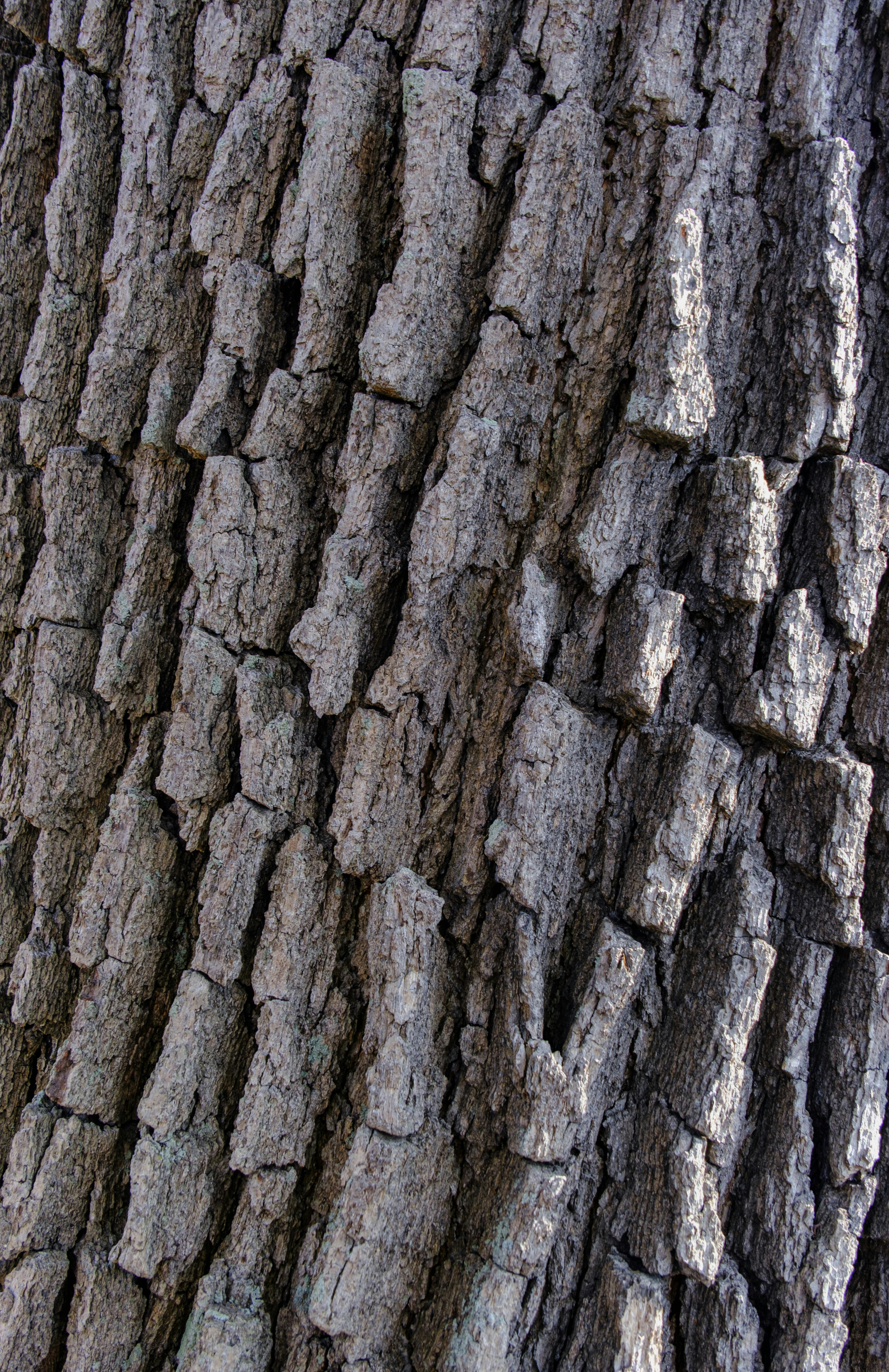 Photo by MICHAEL CHIARA with Fujifilm X-H2S