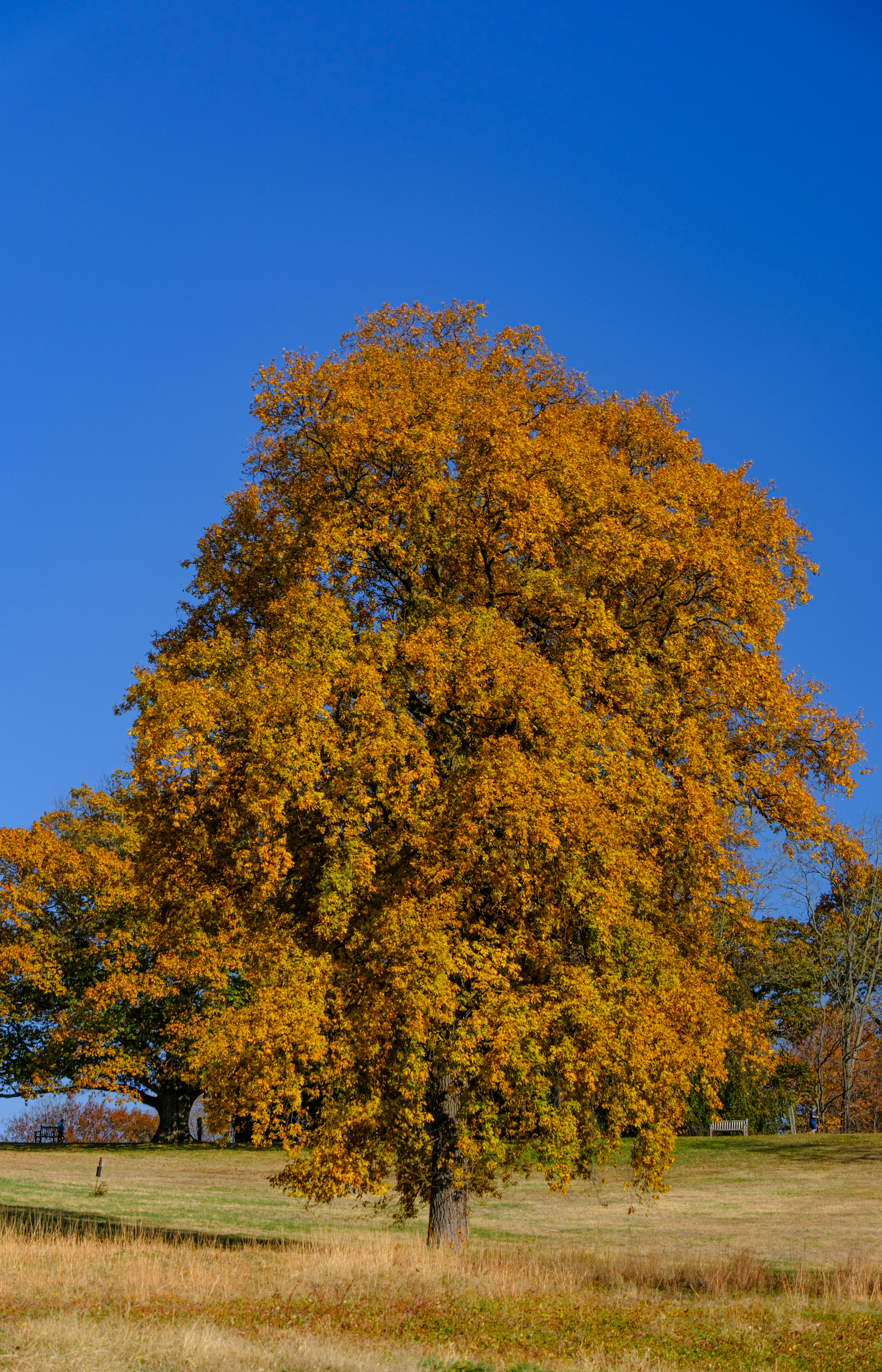 Photo by MICHAEL CHIARA with Fujifilm X-H2S