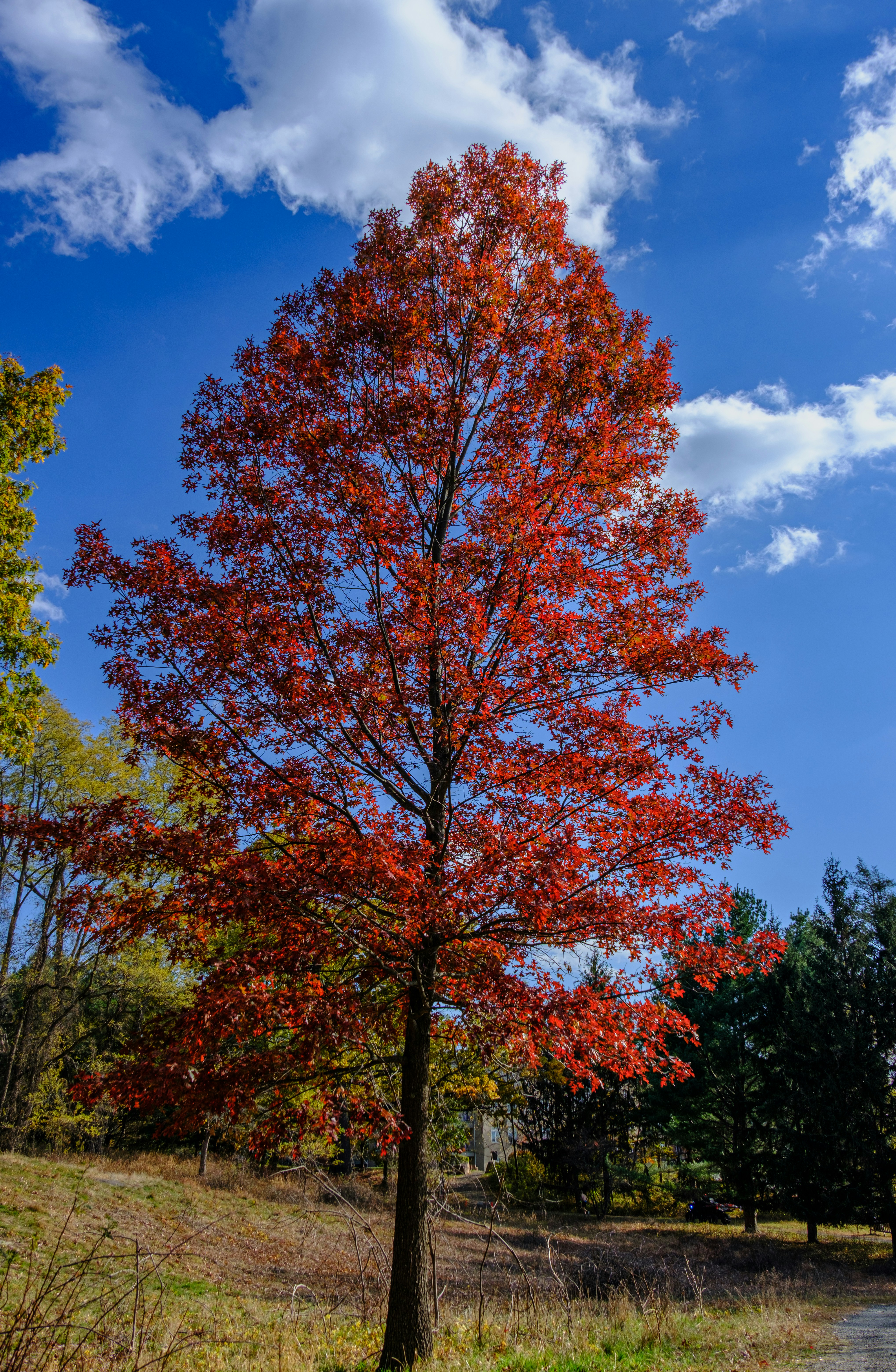 Crimson Crown Against an Expansive Blue Autumn Sky