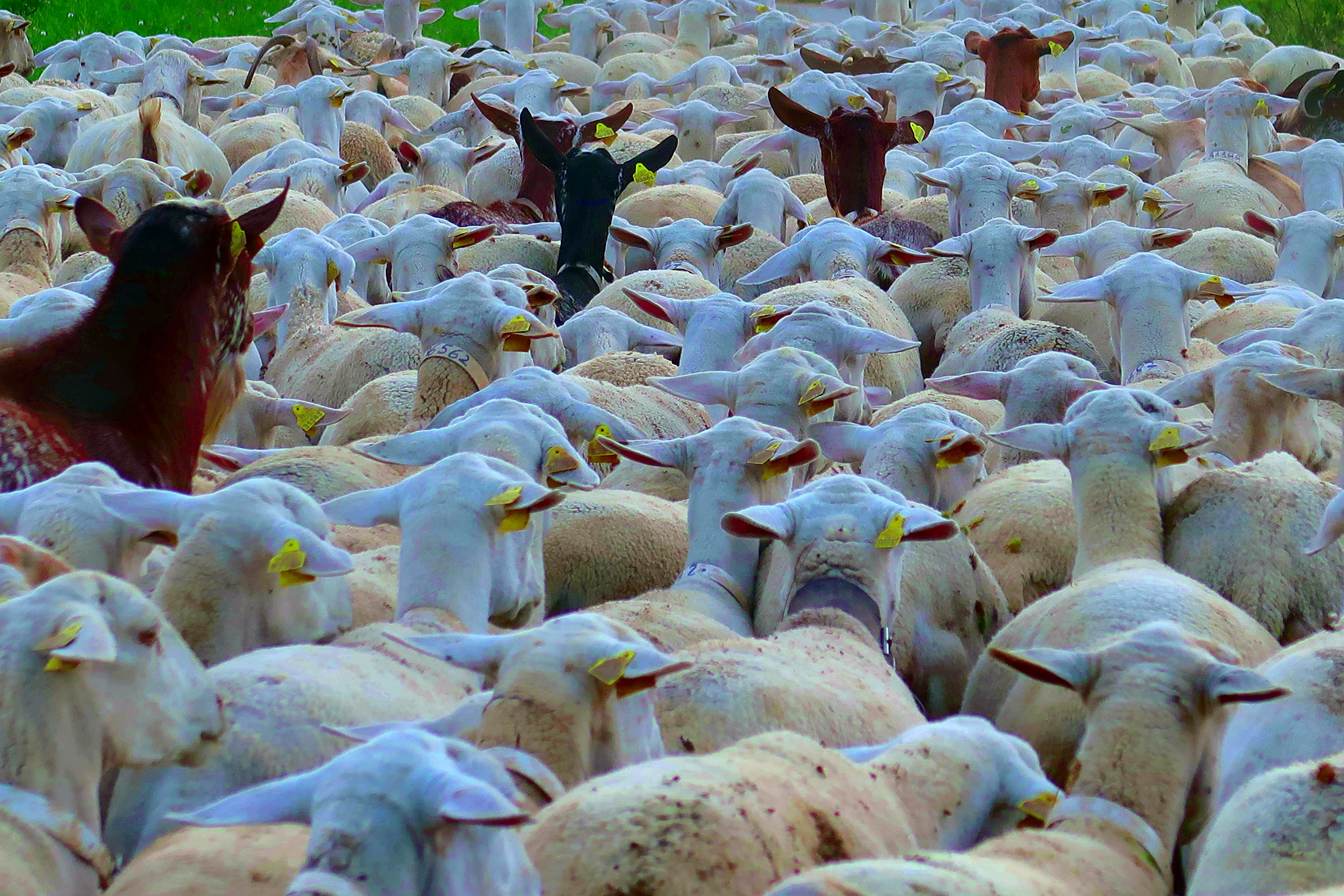 Wool Sea: A Dense Herd of White Sheep with a Shadowed Contrast