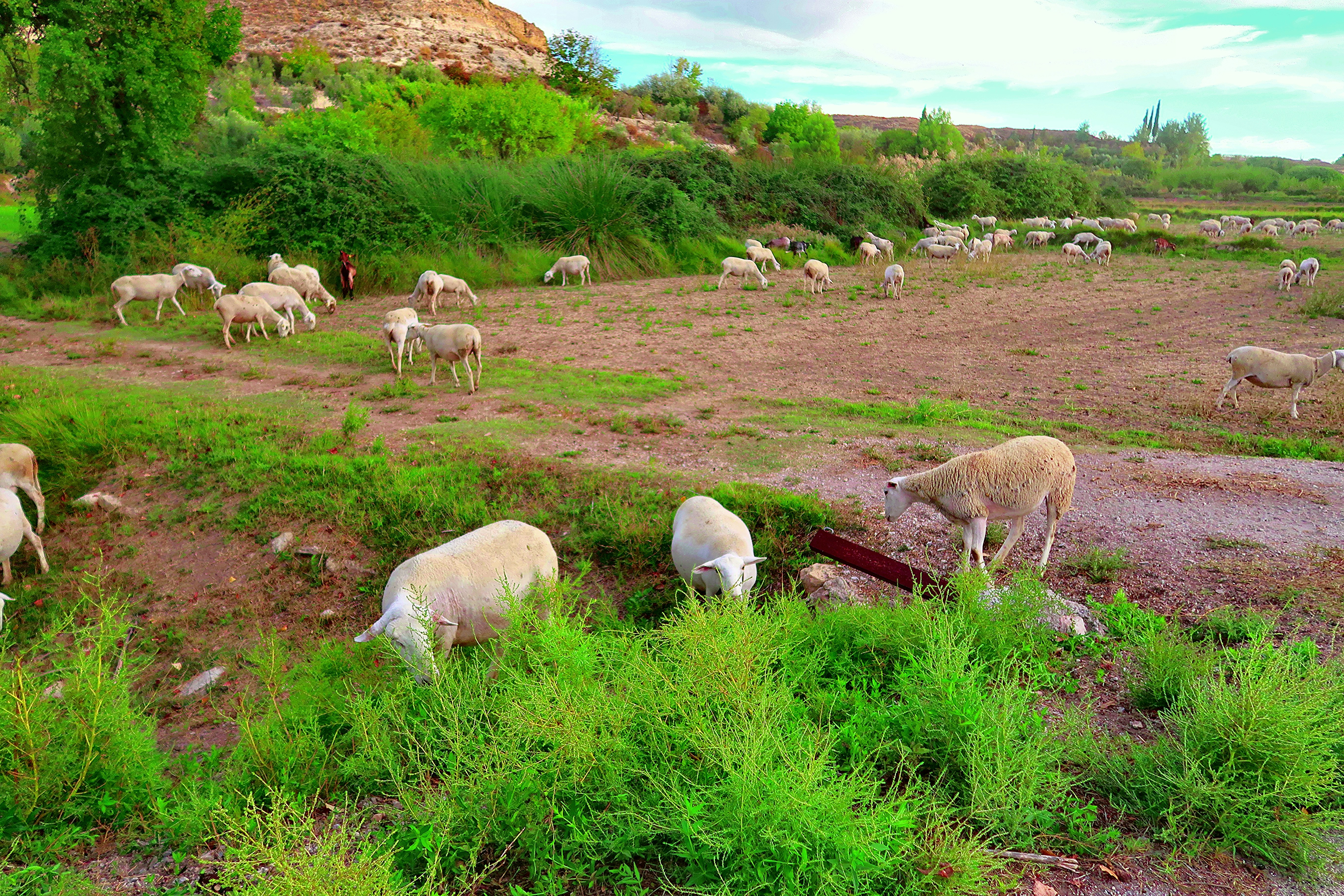 Verdant Pasture Chorus: Sheep Meander Across a Patchy Green Plain