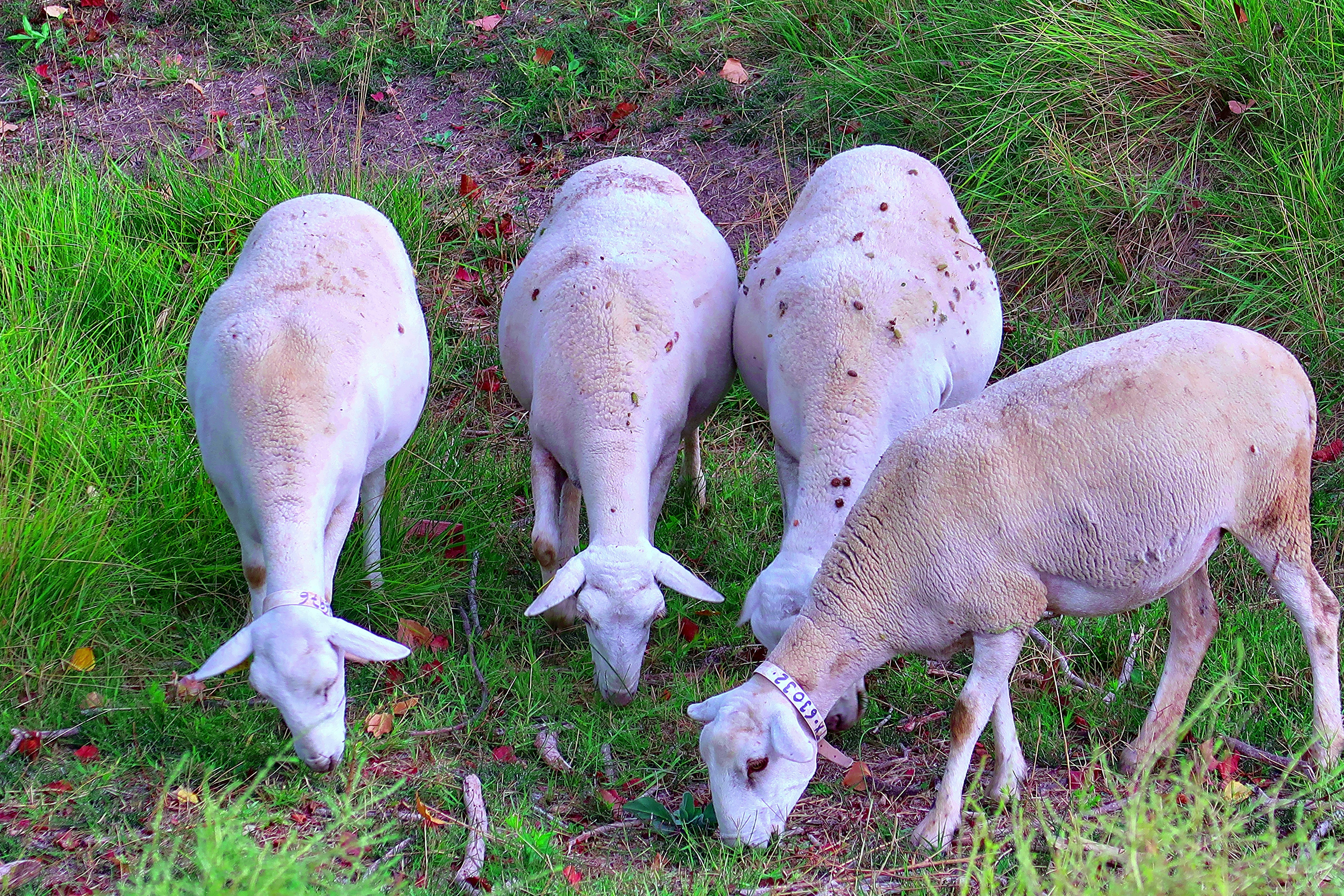 Grazing Quartet on a Quiet Green Canvas