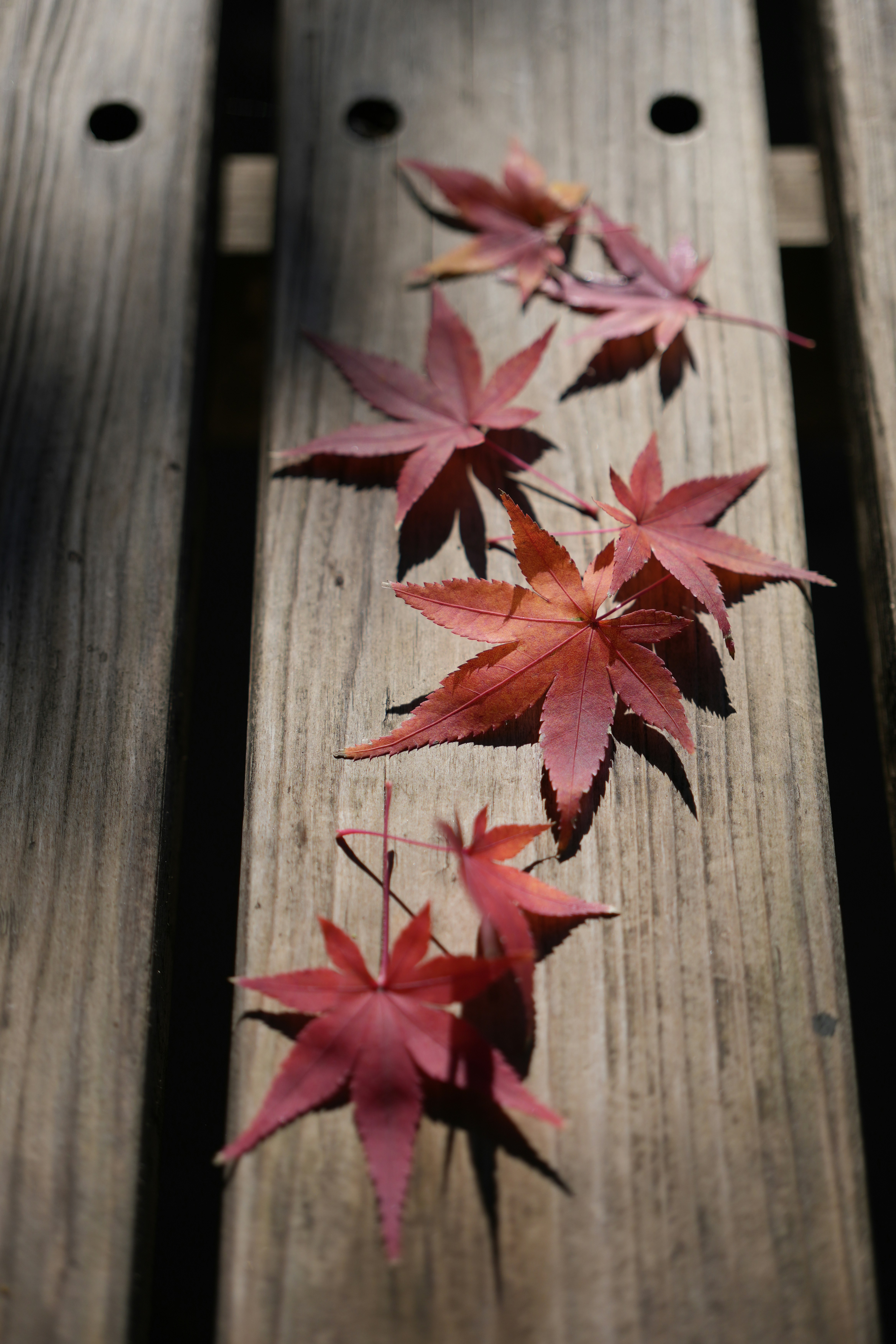 Crimson Maple Leaves Drift Across Weathered Planks