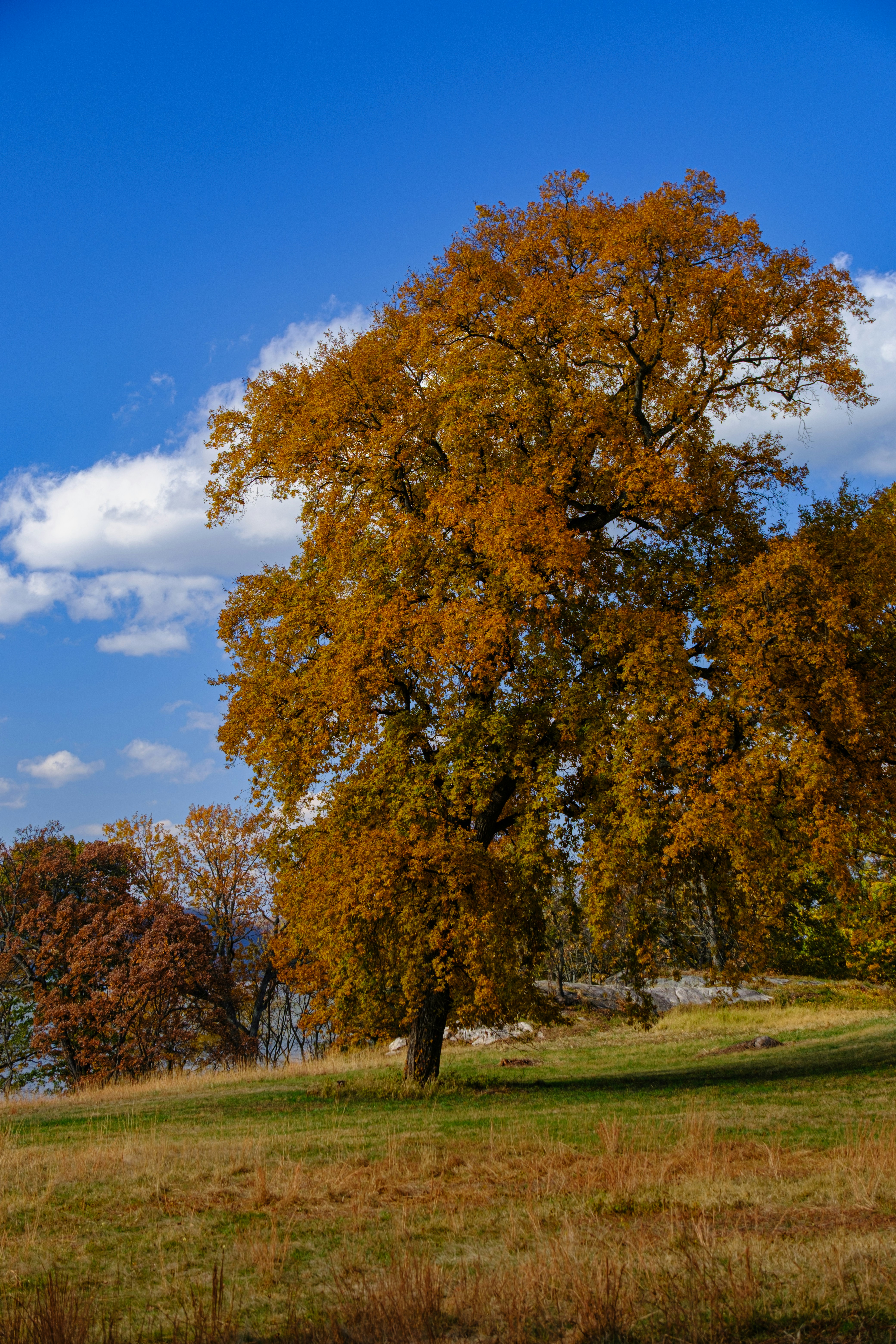 Photo by MICHAEL CHIARA with Fujifilm X-H2S