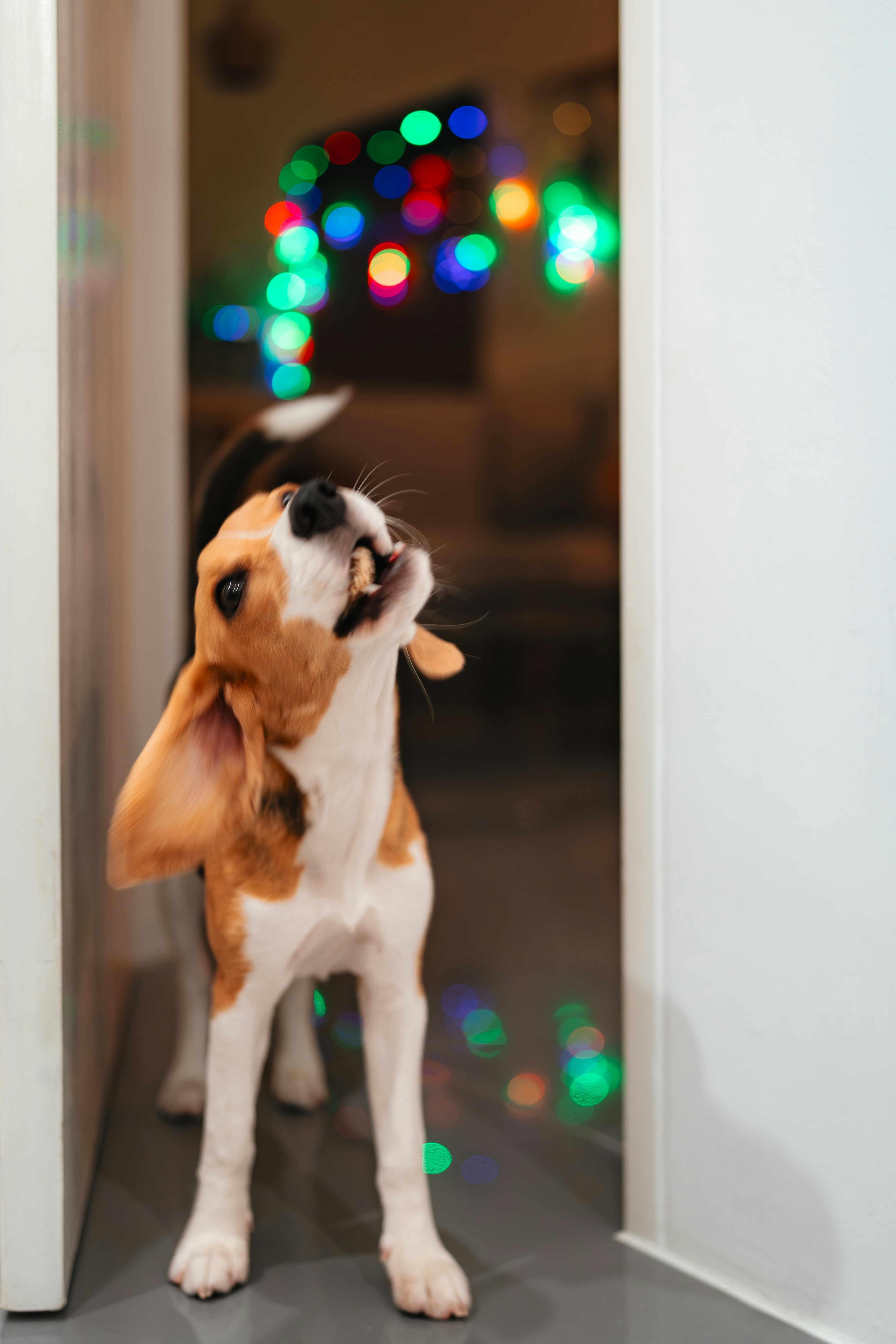 Beagle Under Neon Doorway Lights: A Playful Gaze