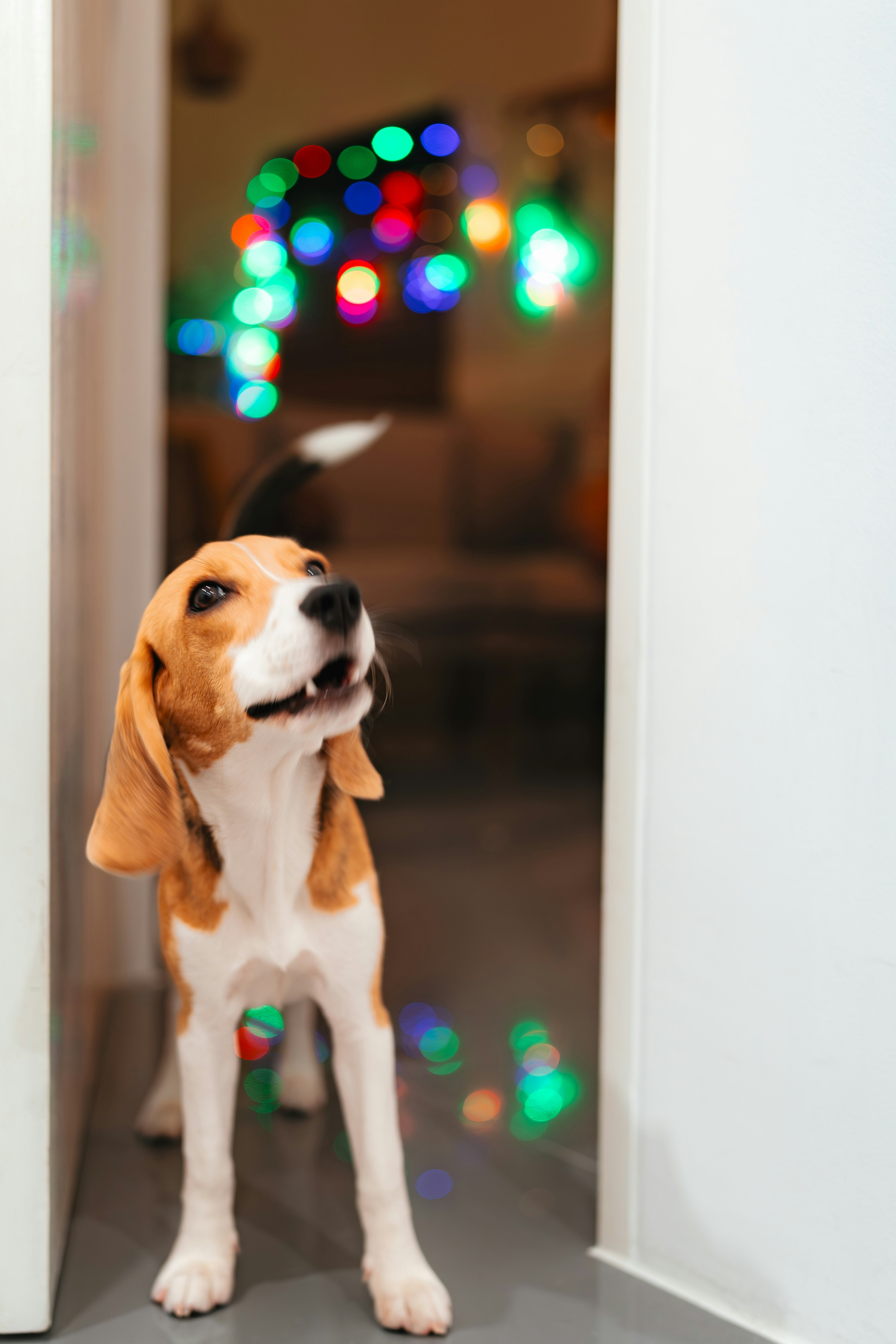 Beagle at the Doorway: Focused Gaze Beneath a Night of Colorful Bokeh