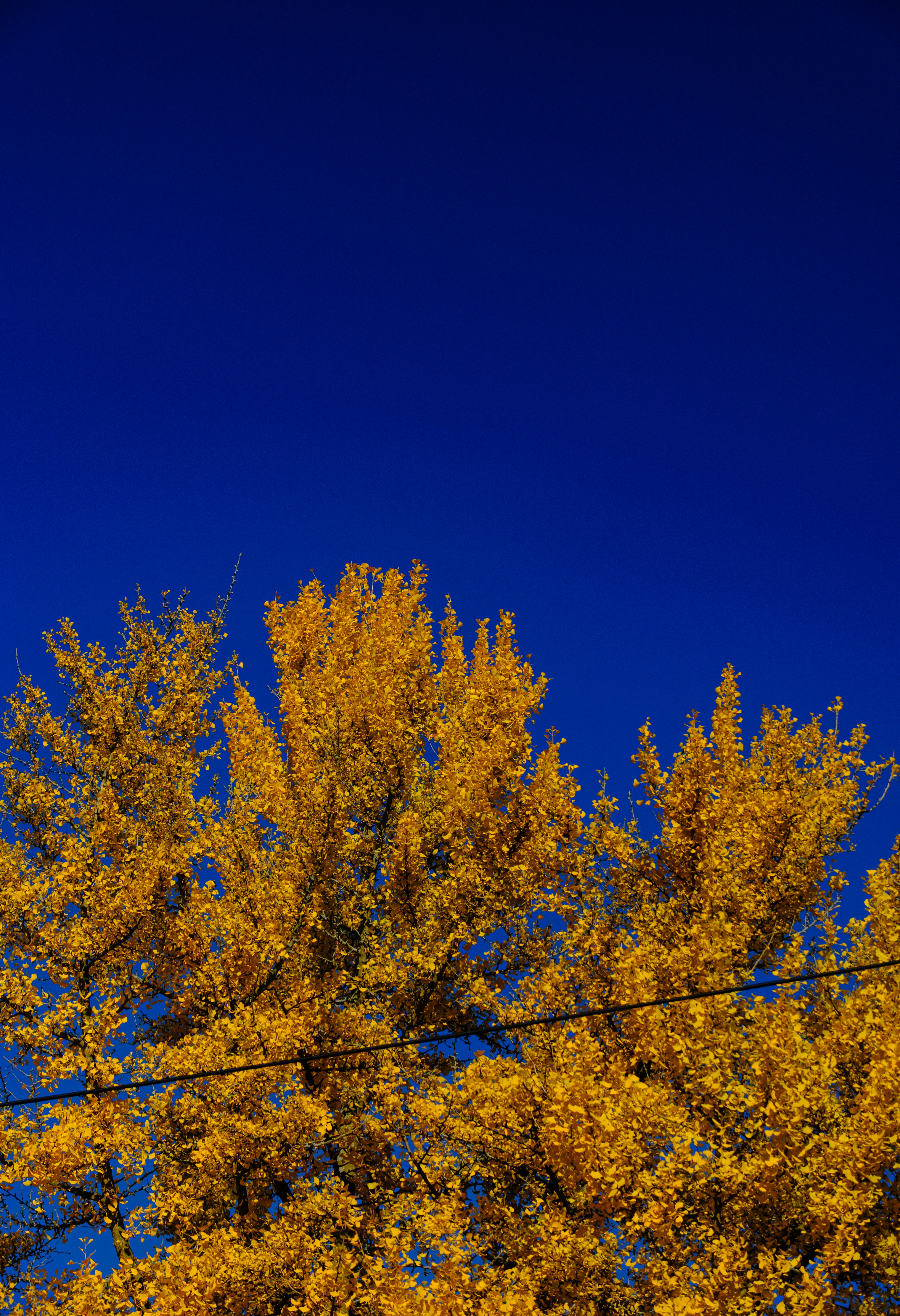 Photo by MICHAEL CHIARA with Fujifilm X-H2S