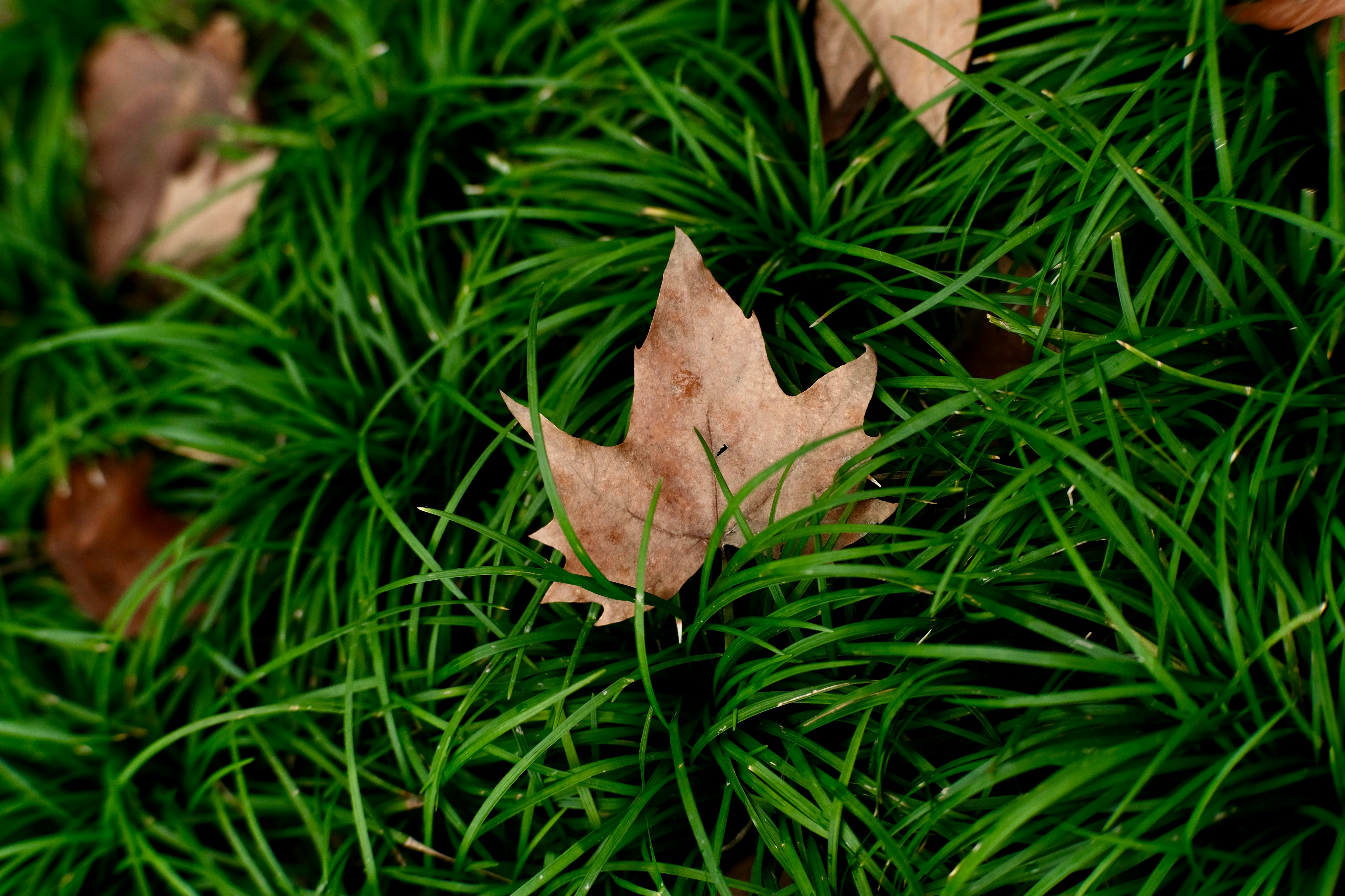 Amber Leaf on Emerald Grass: a Quiet Moment in the Meadow