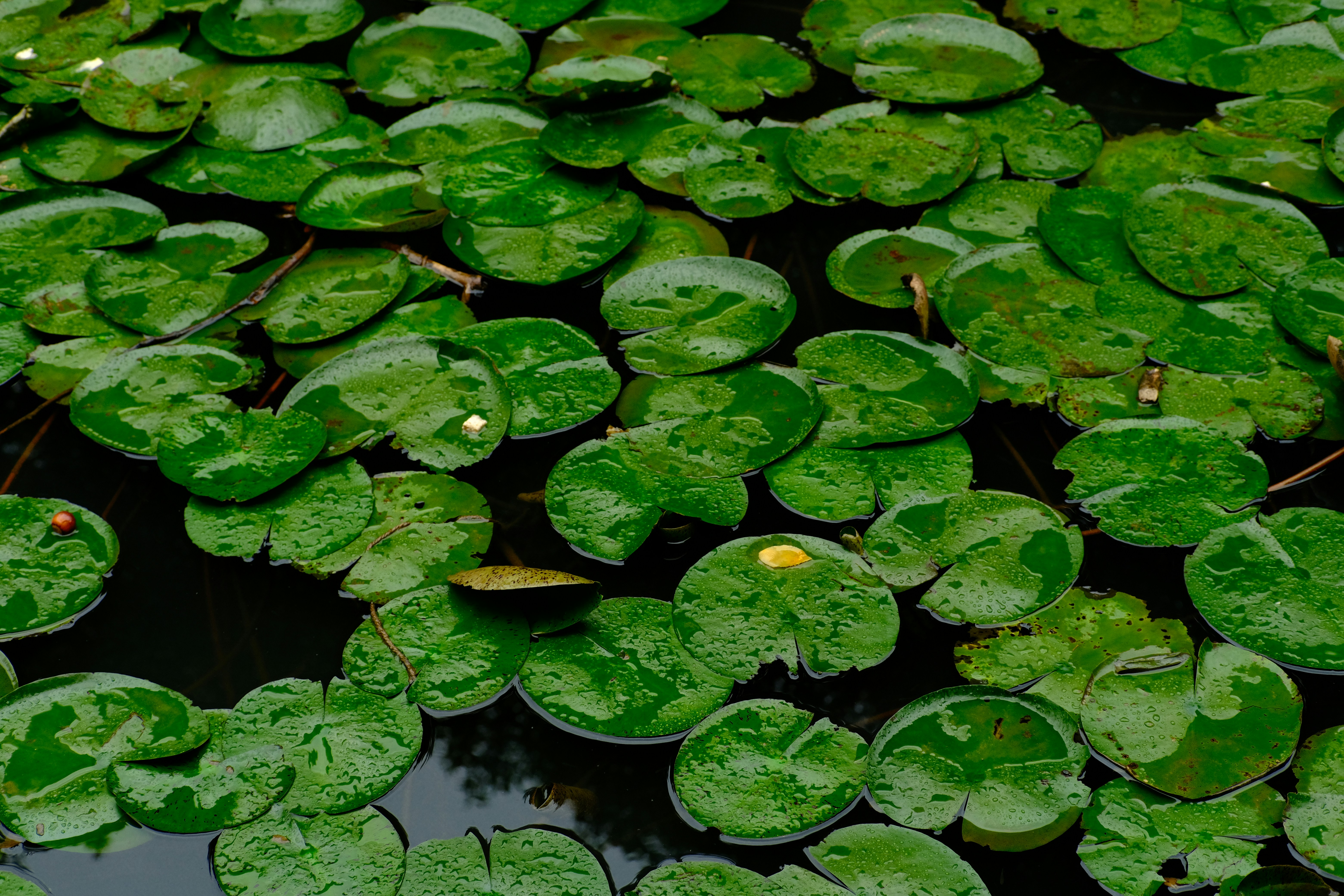 Photo by Alex He with Fujifilm X-T30 II