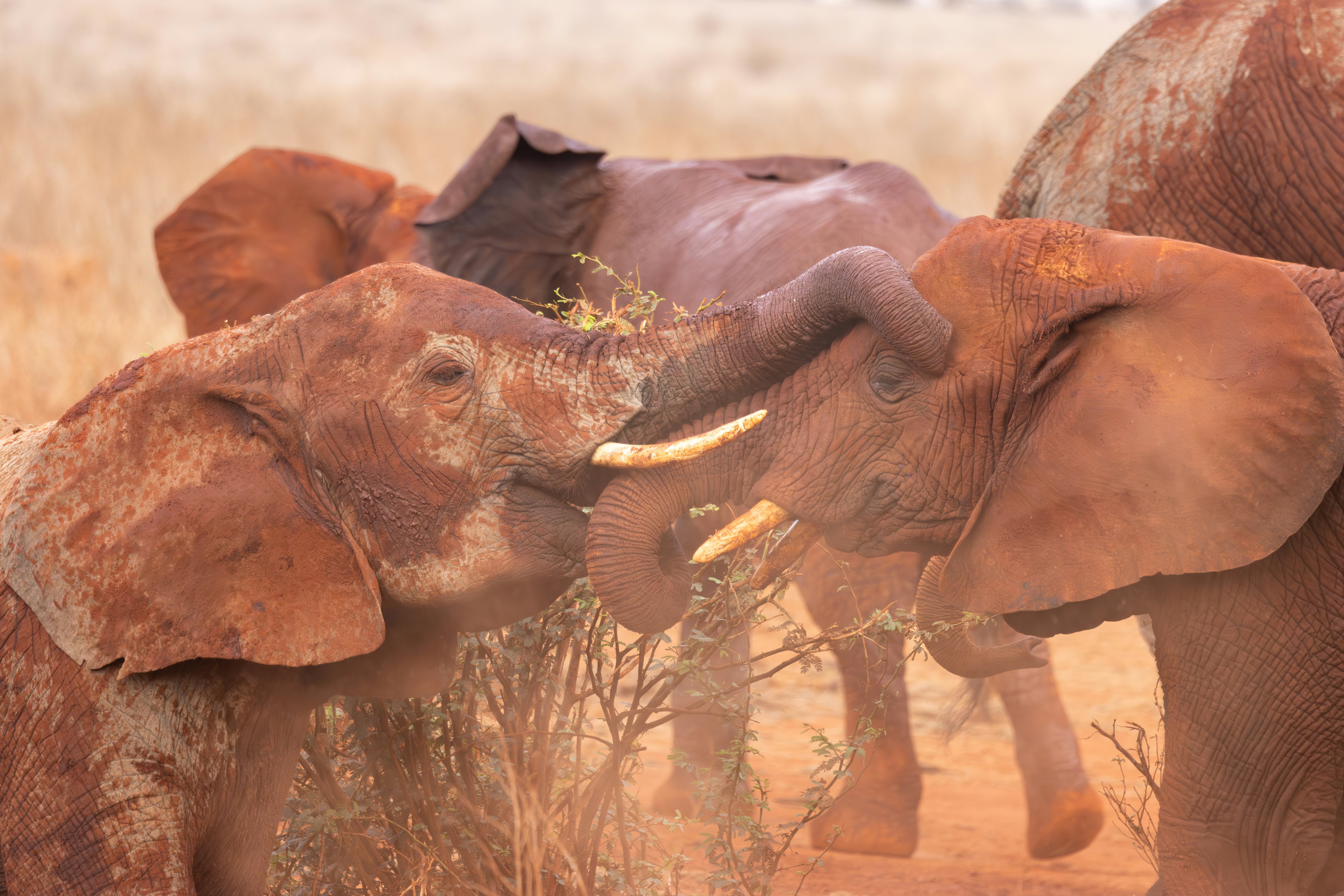 Dust-Worn Trunks: Tusks and Trust in a Savanna Moment