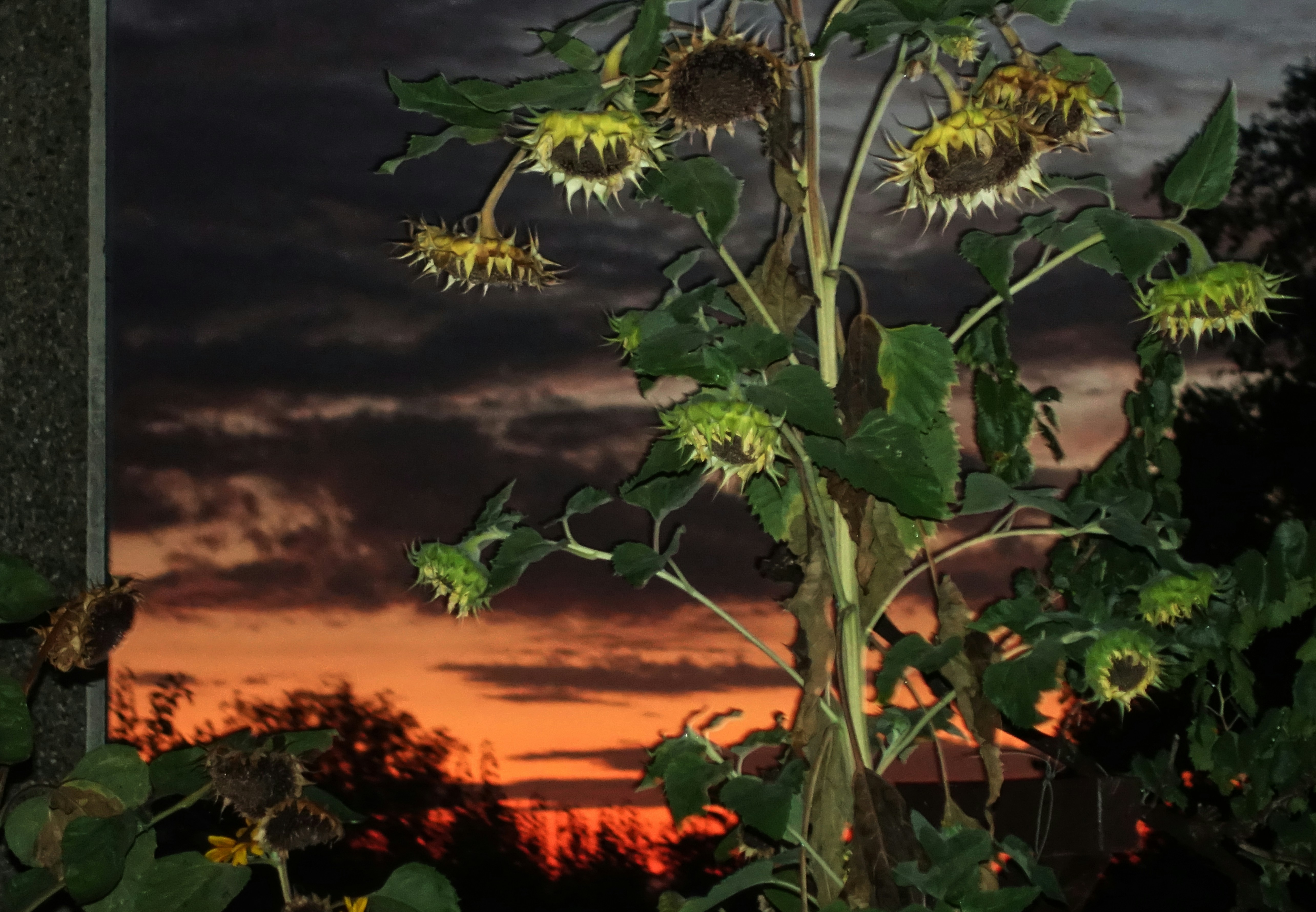 Sunflowers Against a Fiery Dusk