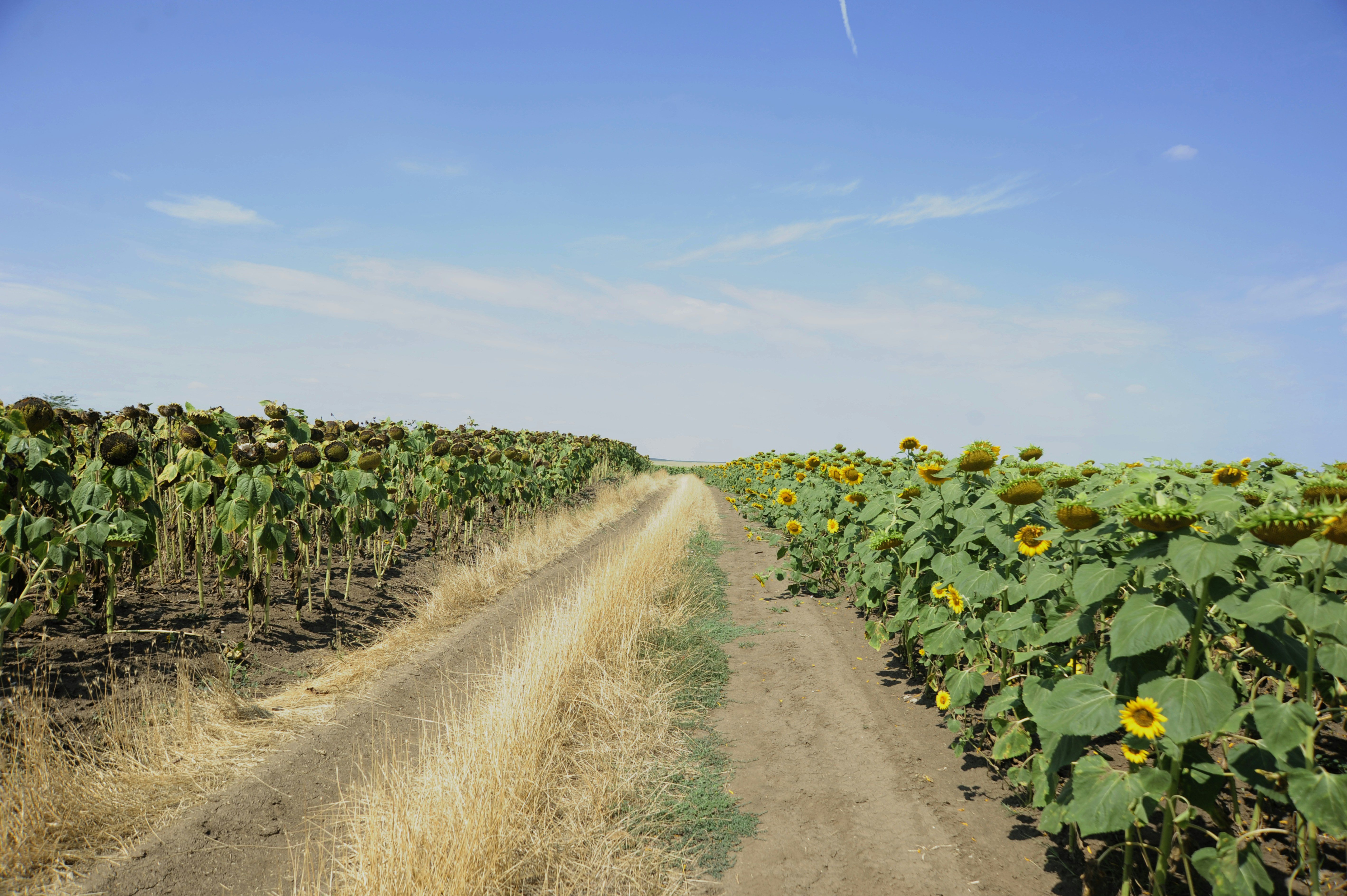 Trail Between Golden Rows: A Sunflower Corridor Toward the Horizon