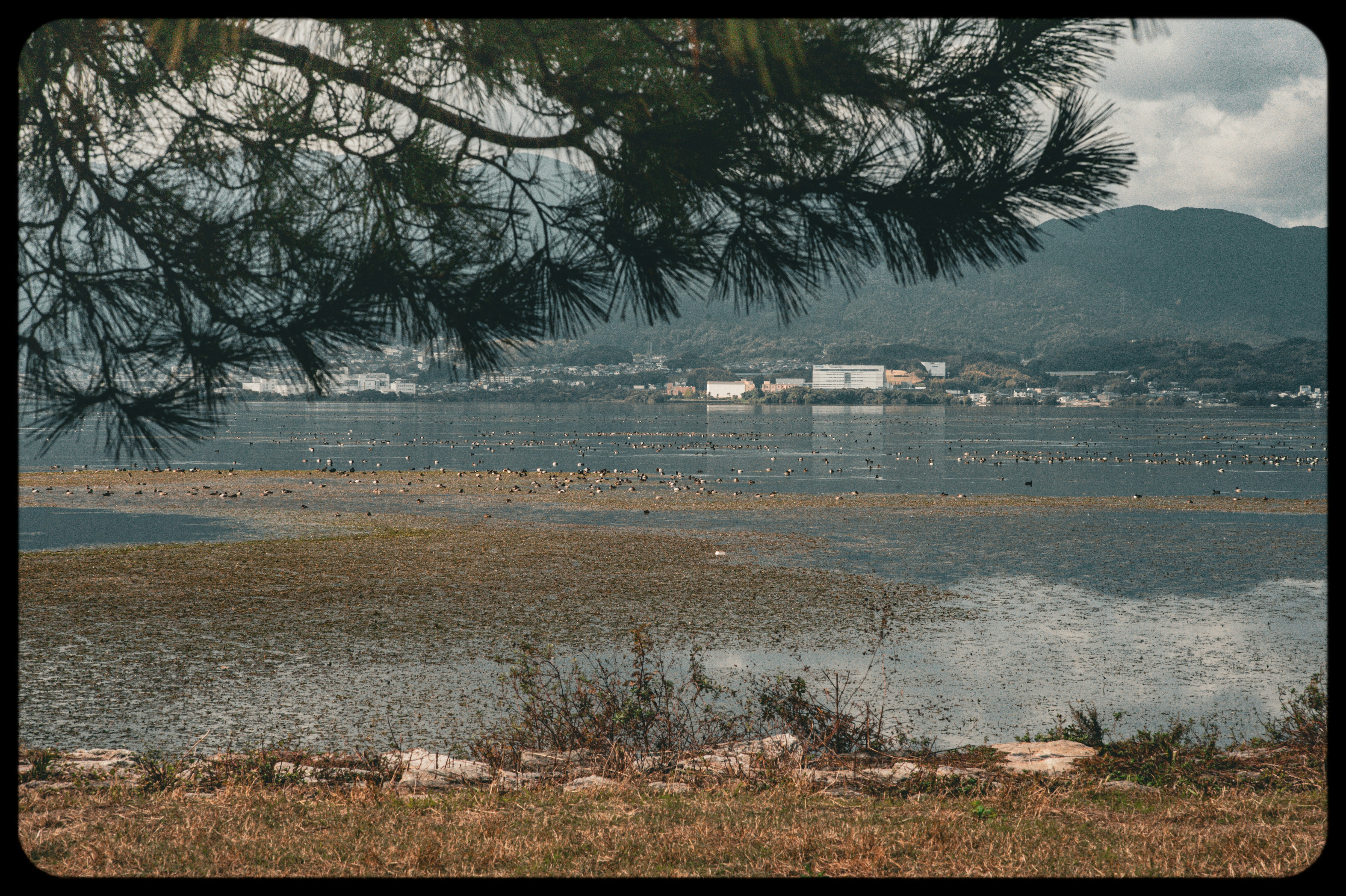 Horizon of Quiet Light: Distant Wharf Framed by Pines