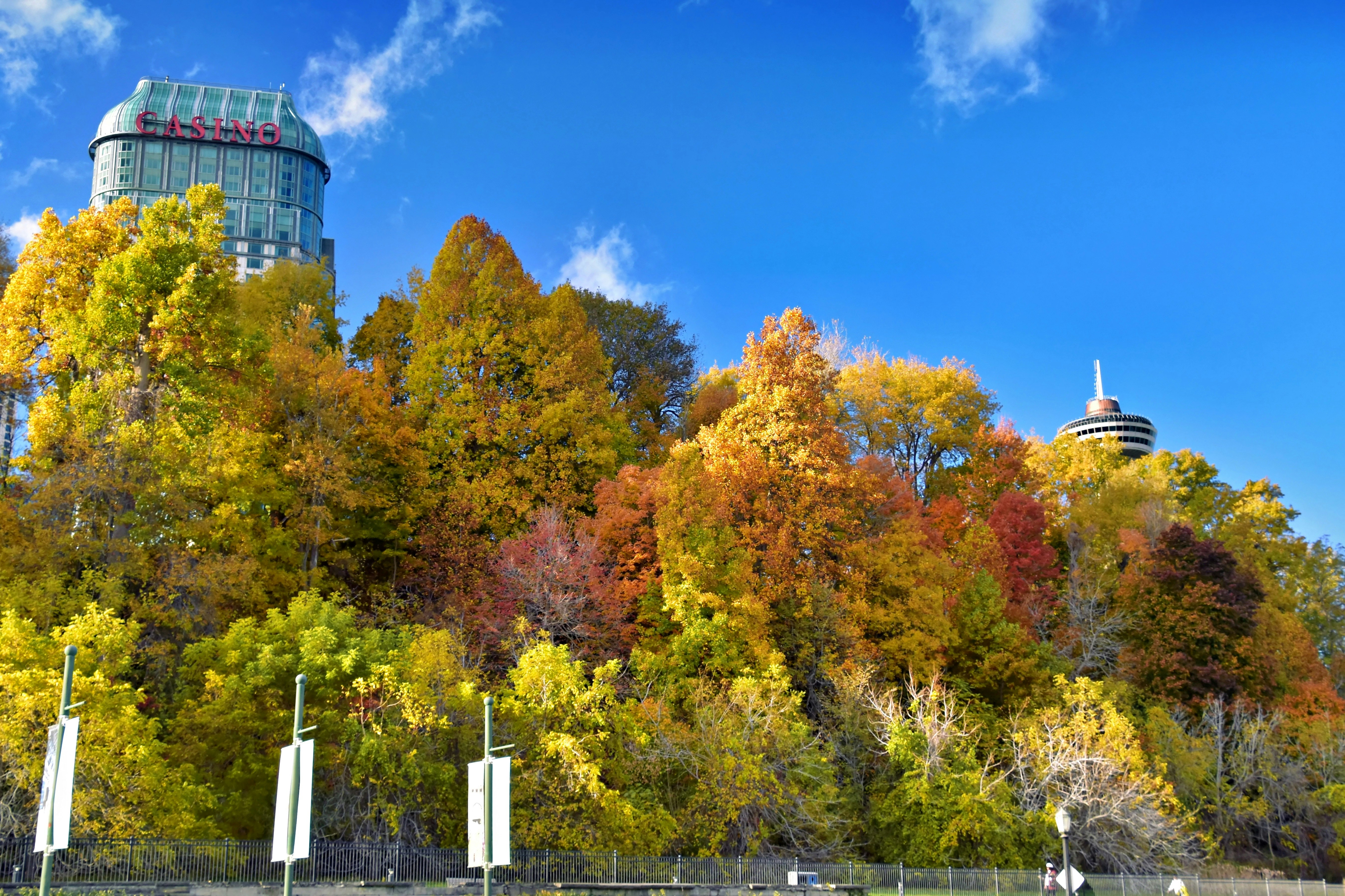 Photo by Jeffrey Eisen with Nikon D5600