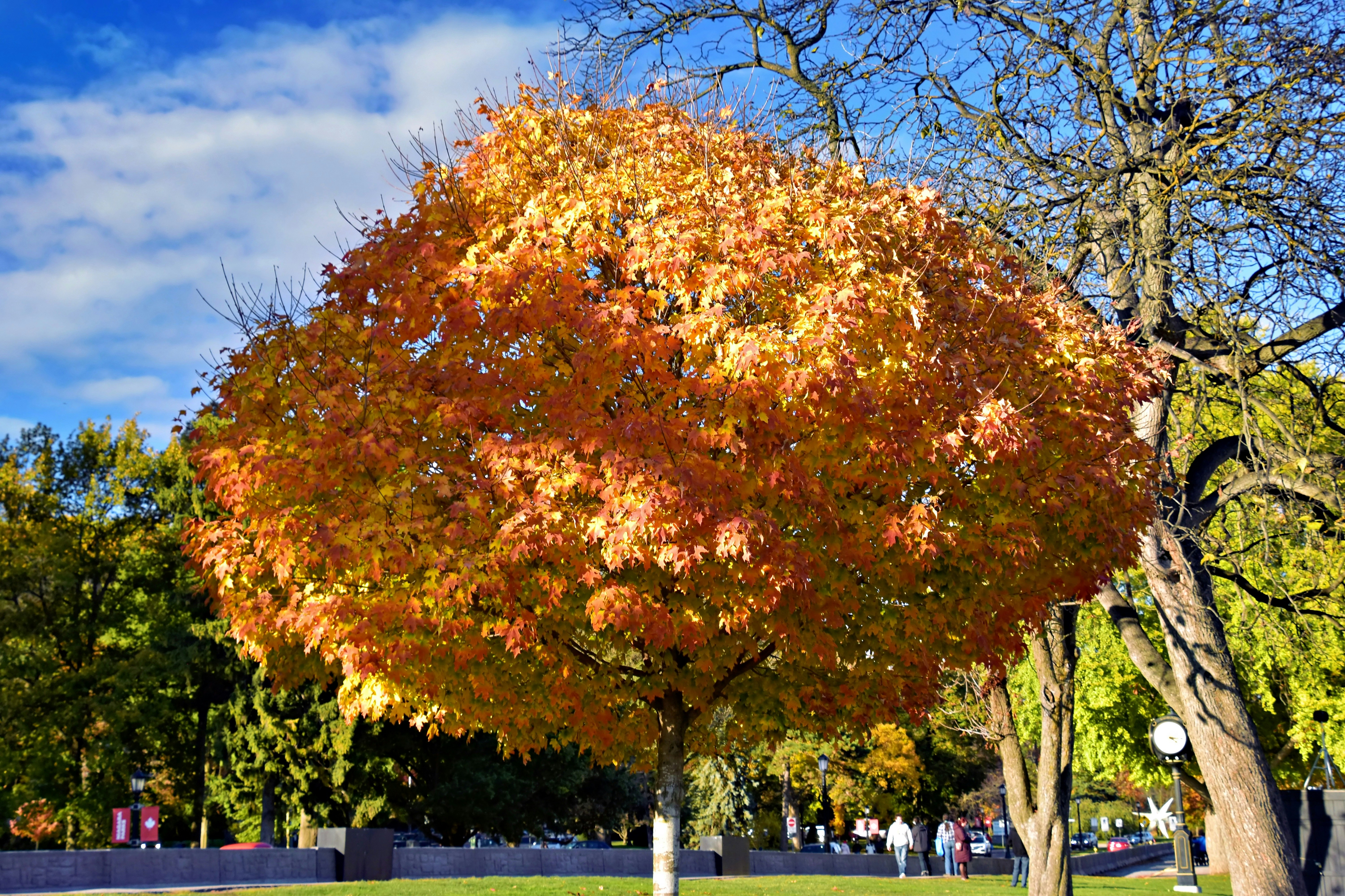 Photo by Jeffrey Eisen with Nikon D5600