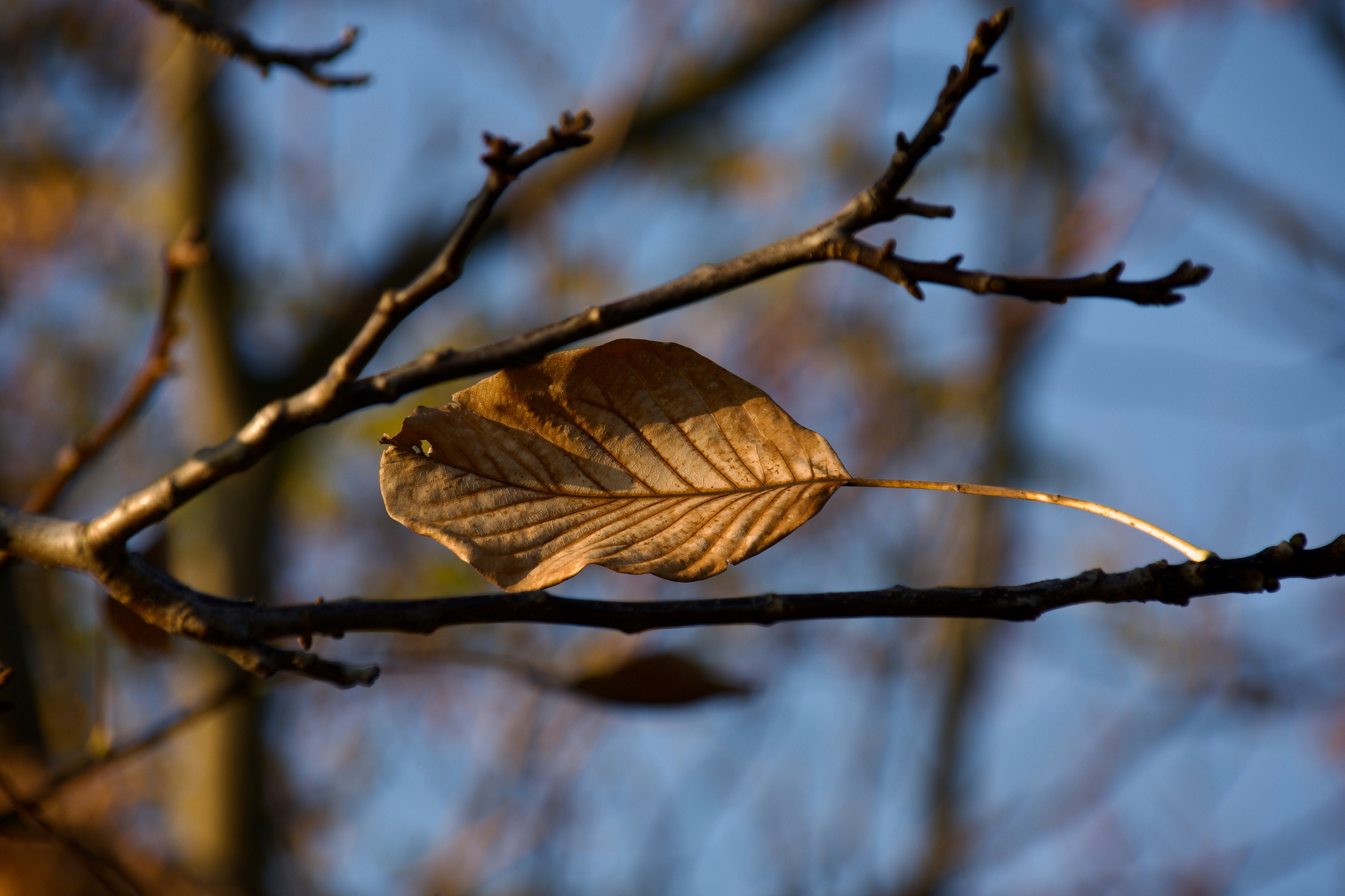 Amber leaf suspended on a slender twig under a cobalt winter sky