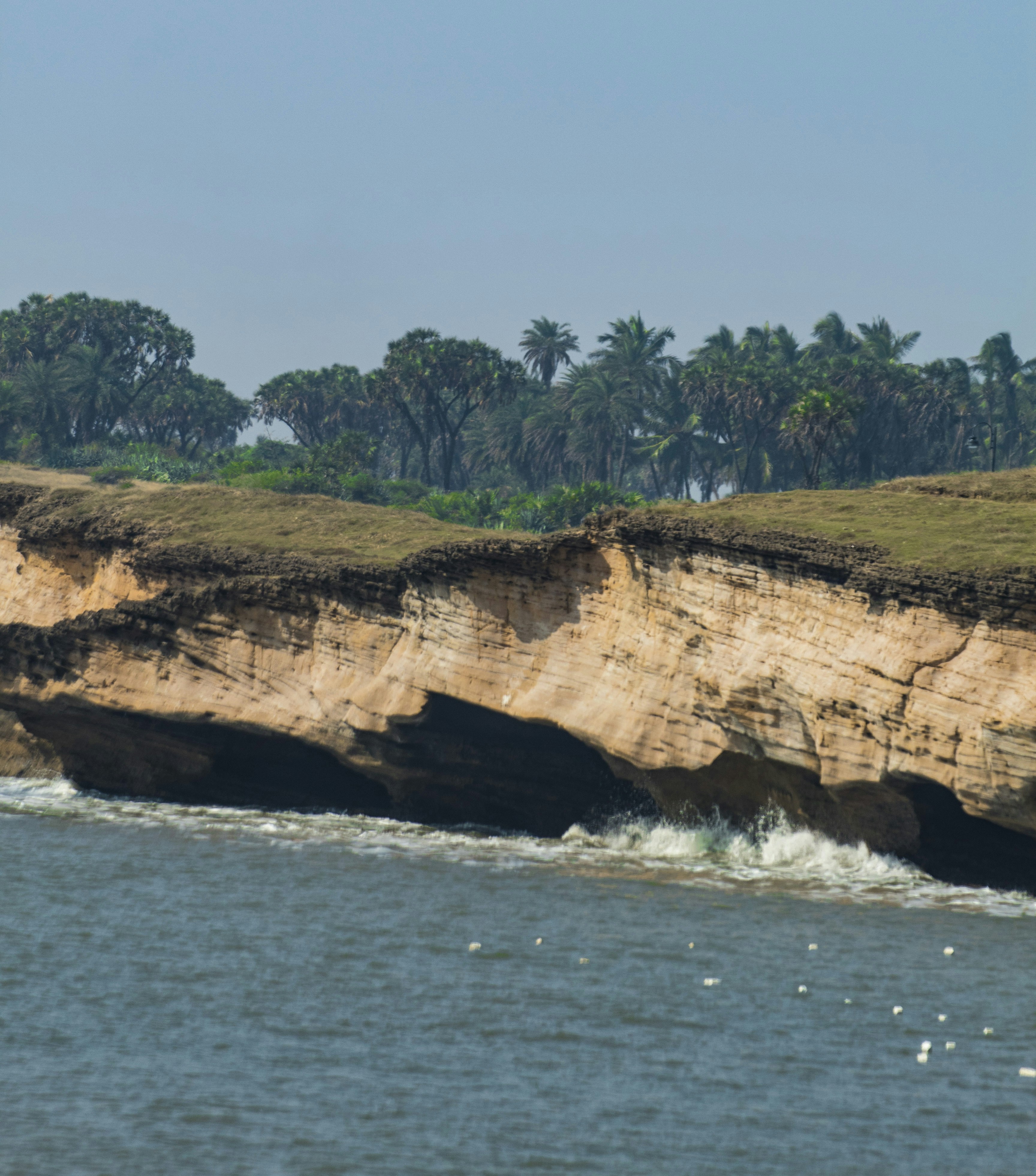 Limestone Edge, Palm Line: A Quiet Coastal Portrait