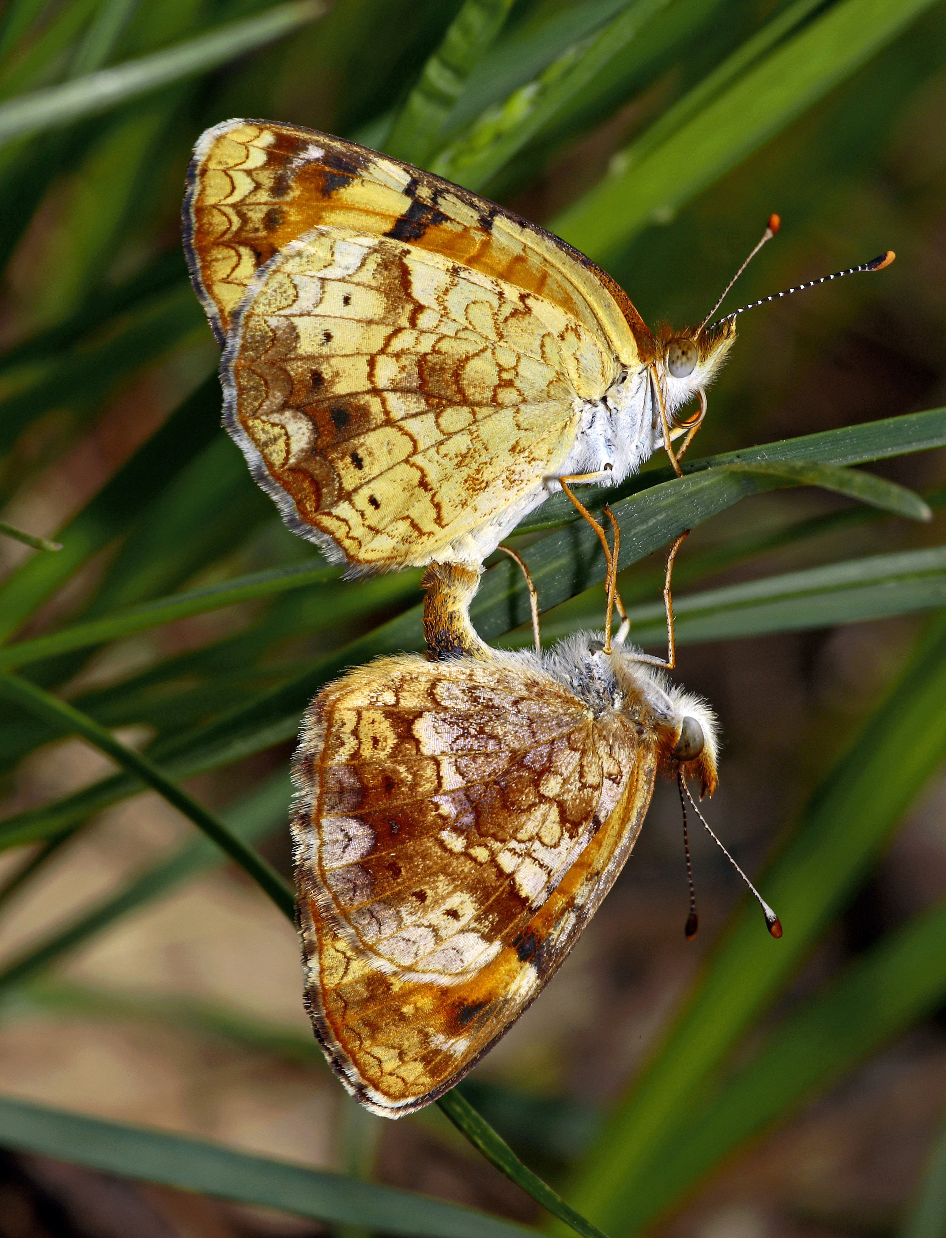 Amber-Checkered Duo Perched on Narrow Grass Blades