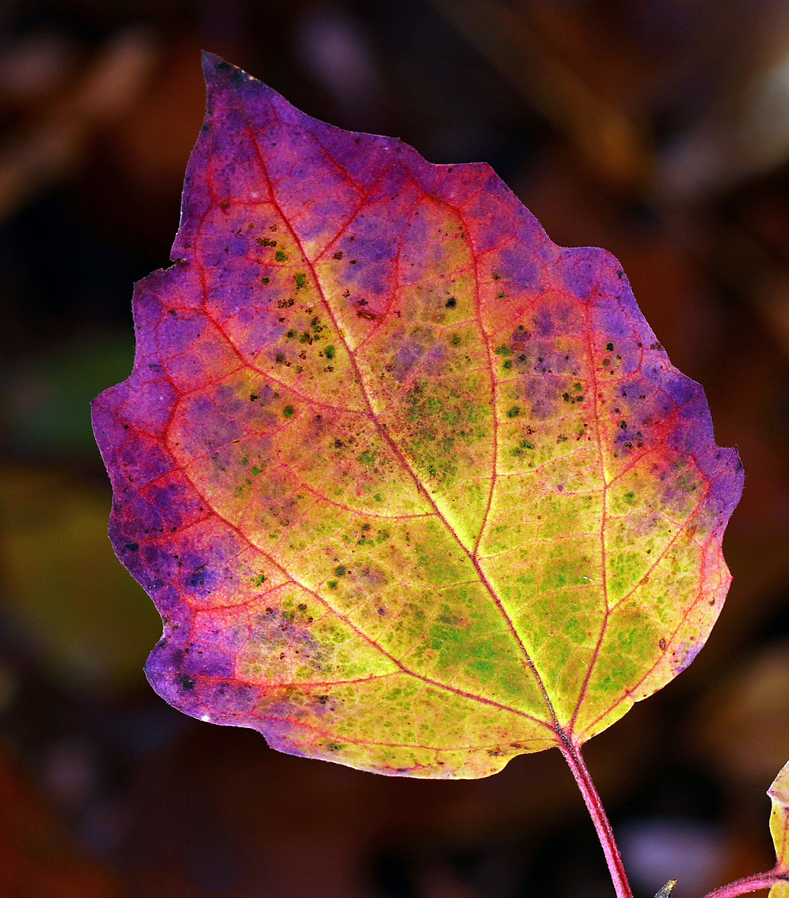 Chromatic Veins: Autumn Leaf in Sharp Focus