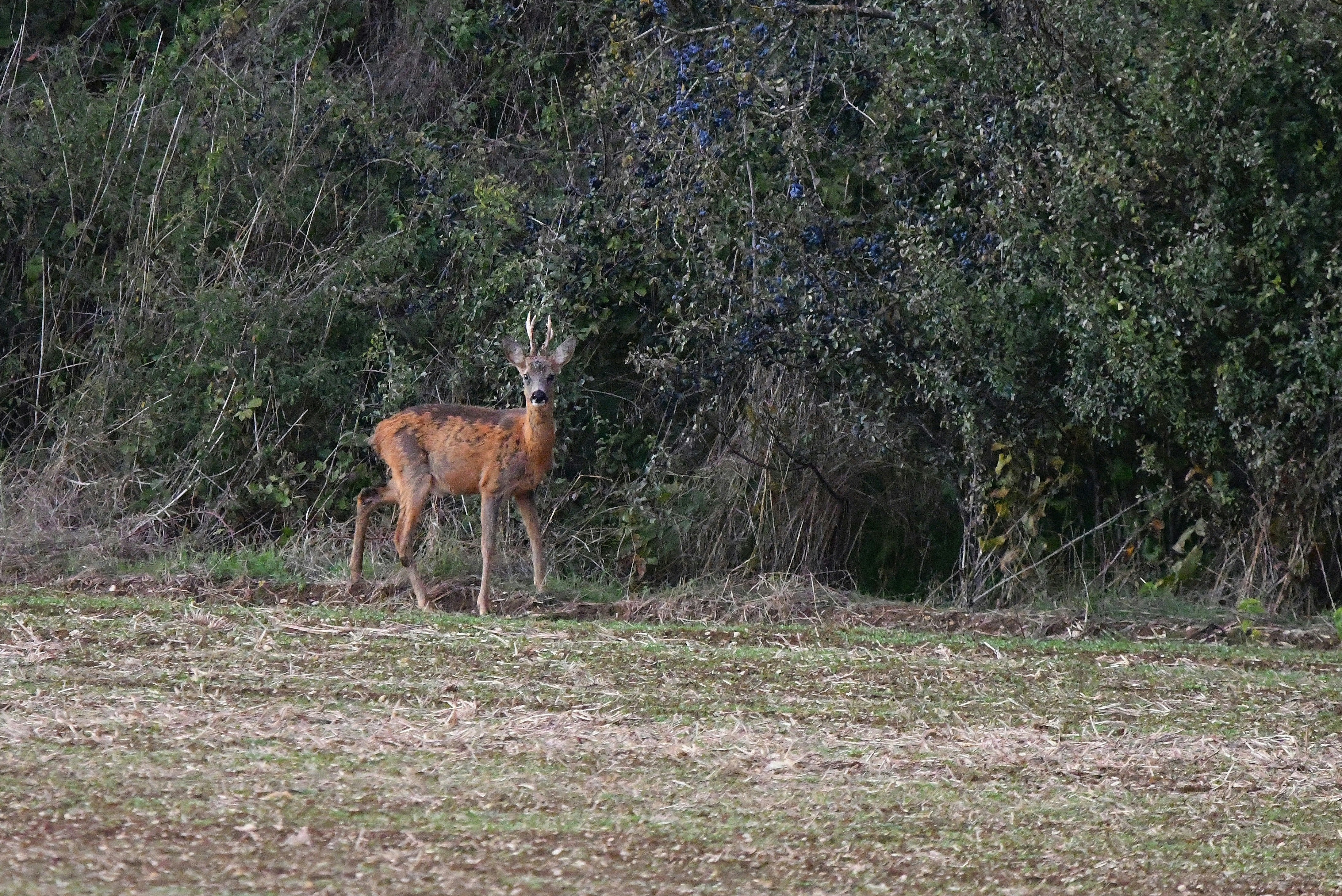 Edge-Watcher: A Lone Deer at the Woodland Fringes