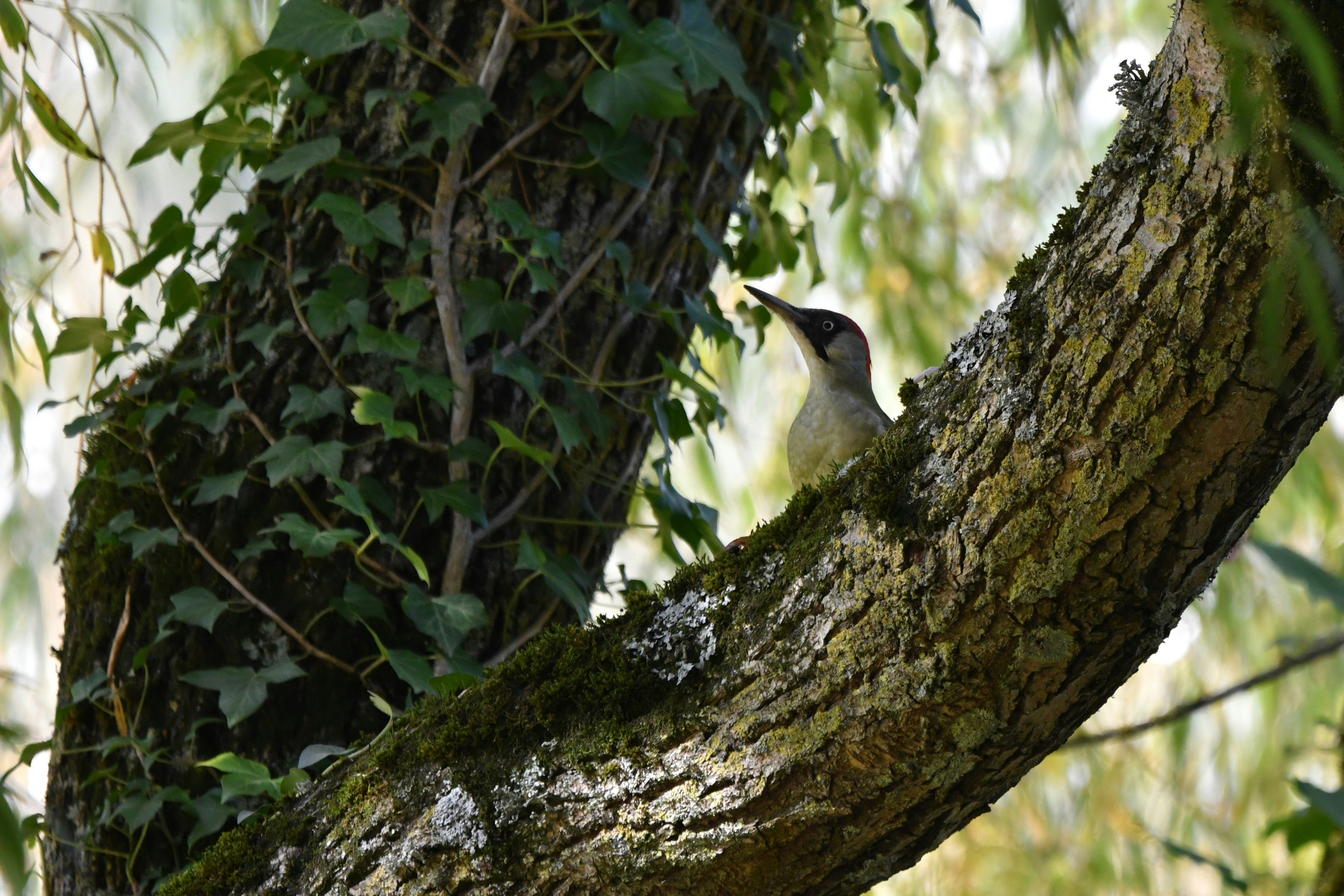 Nuthatch on a Moss-Curved Branch Amid Ivy
