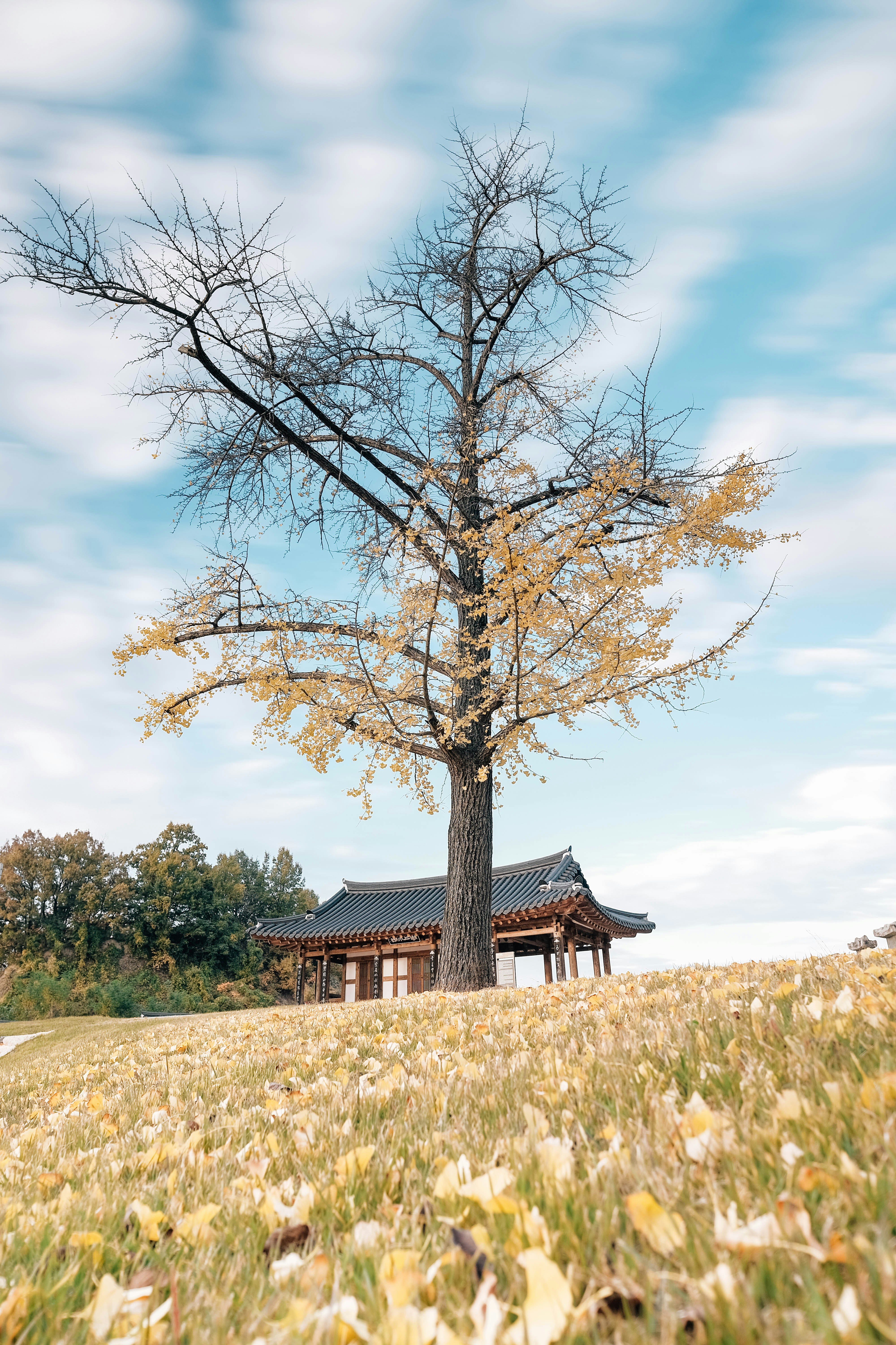 Autumn Solitude: A Lone Tree Framing a Traditional Pavilion Under a Wide Sky