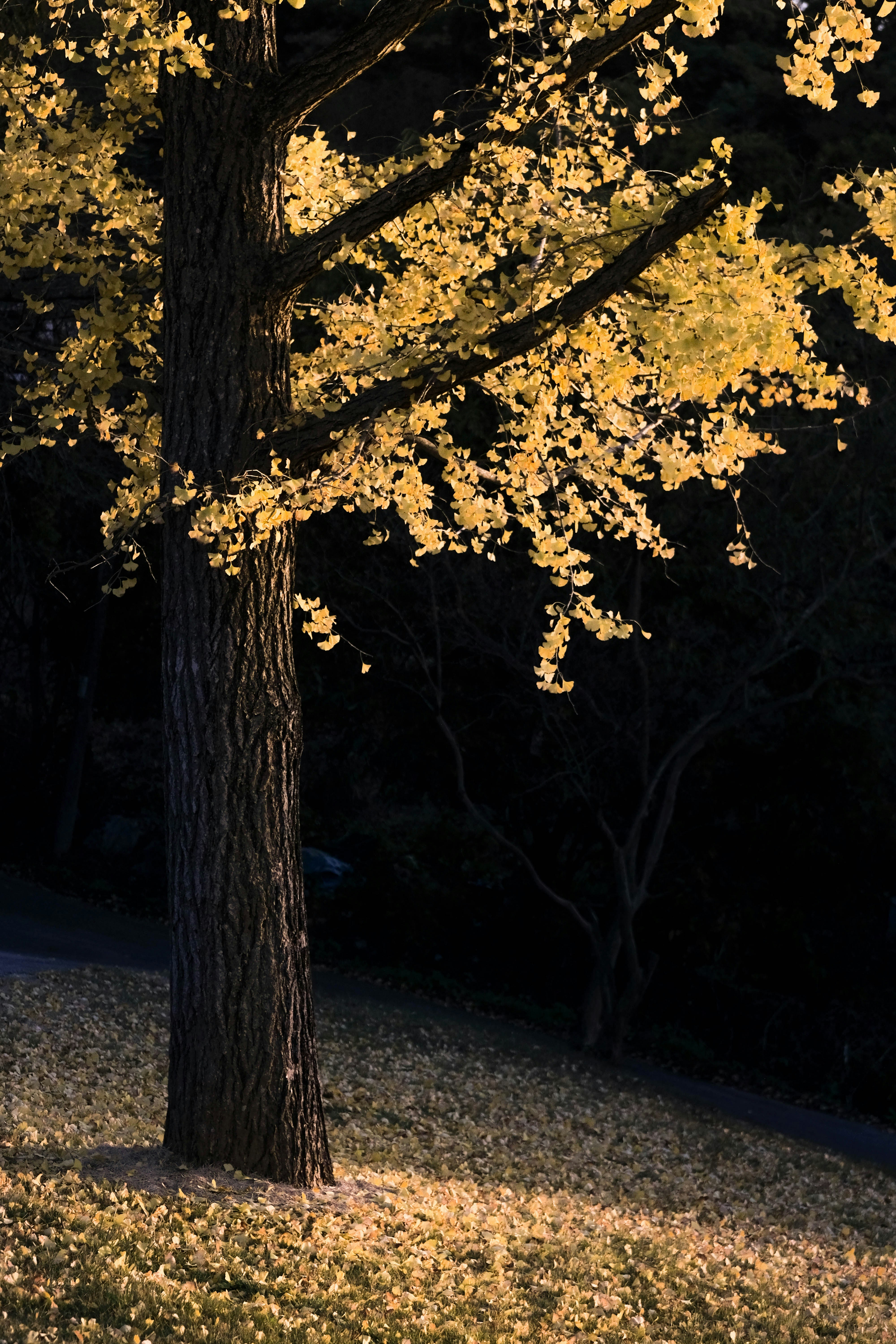 Sunlit Ginkgo: Golden Canopy Draped Over a Lone Trunk