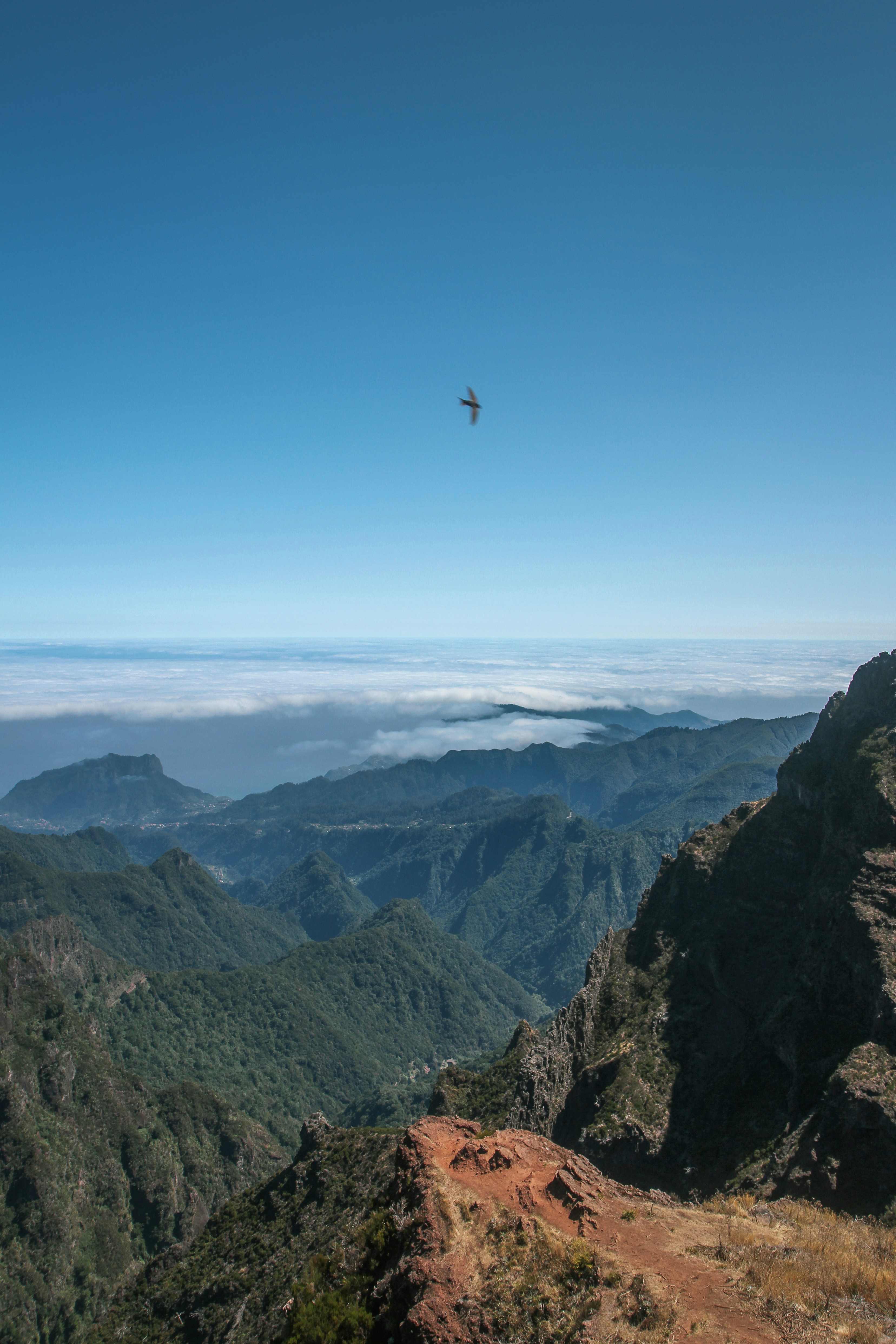 Lone Bird Drifts Over Serrated Mountain Ridges at Daybreak