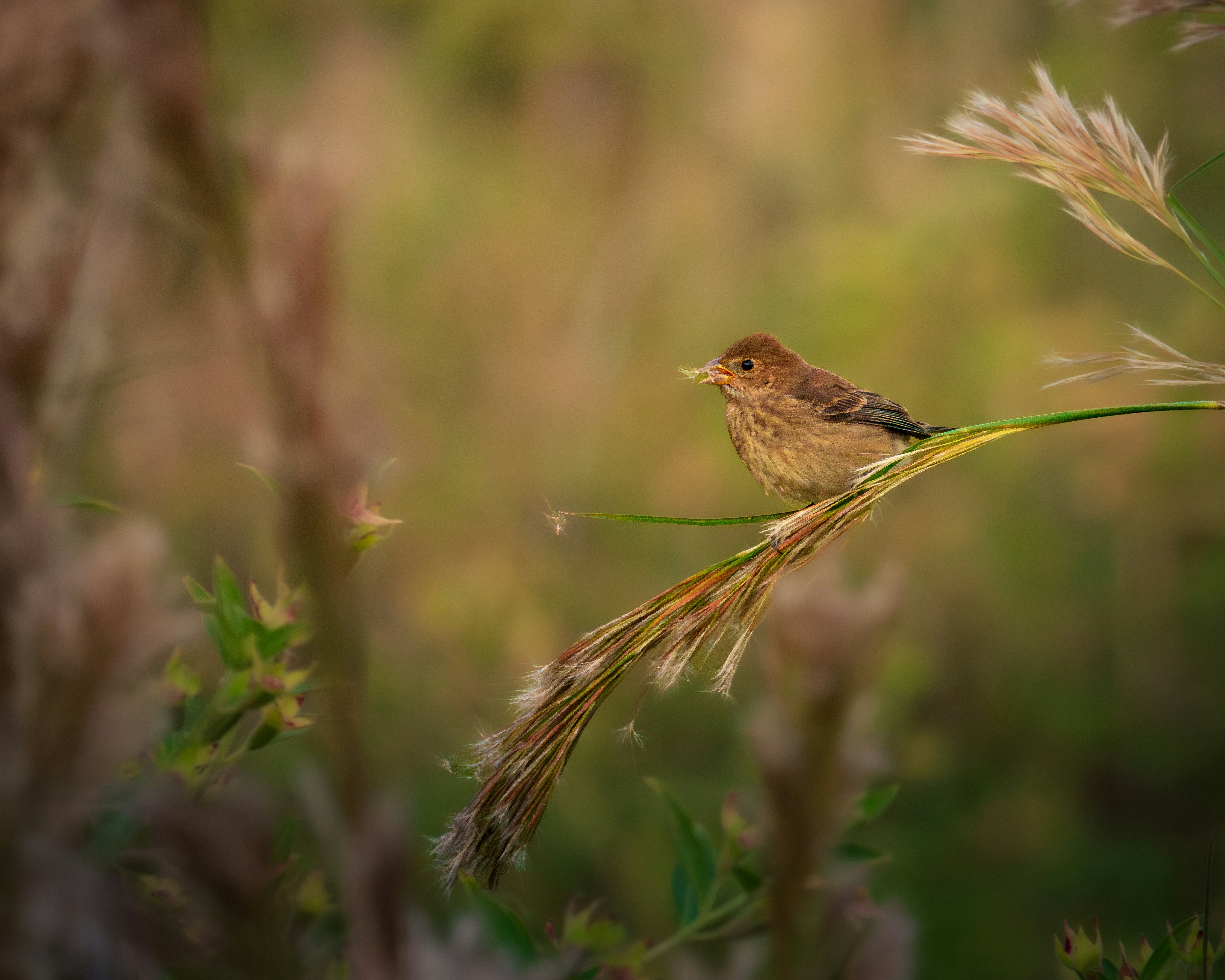 A small brown songbird perched delicately on a bending grass stem in soft warm evening light.