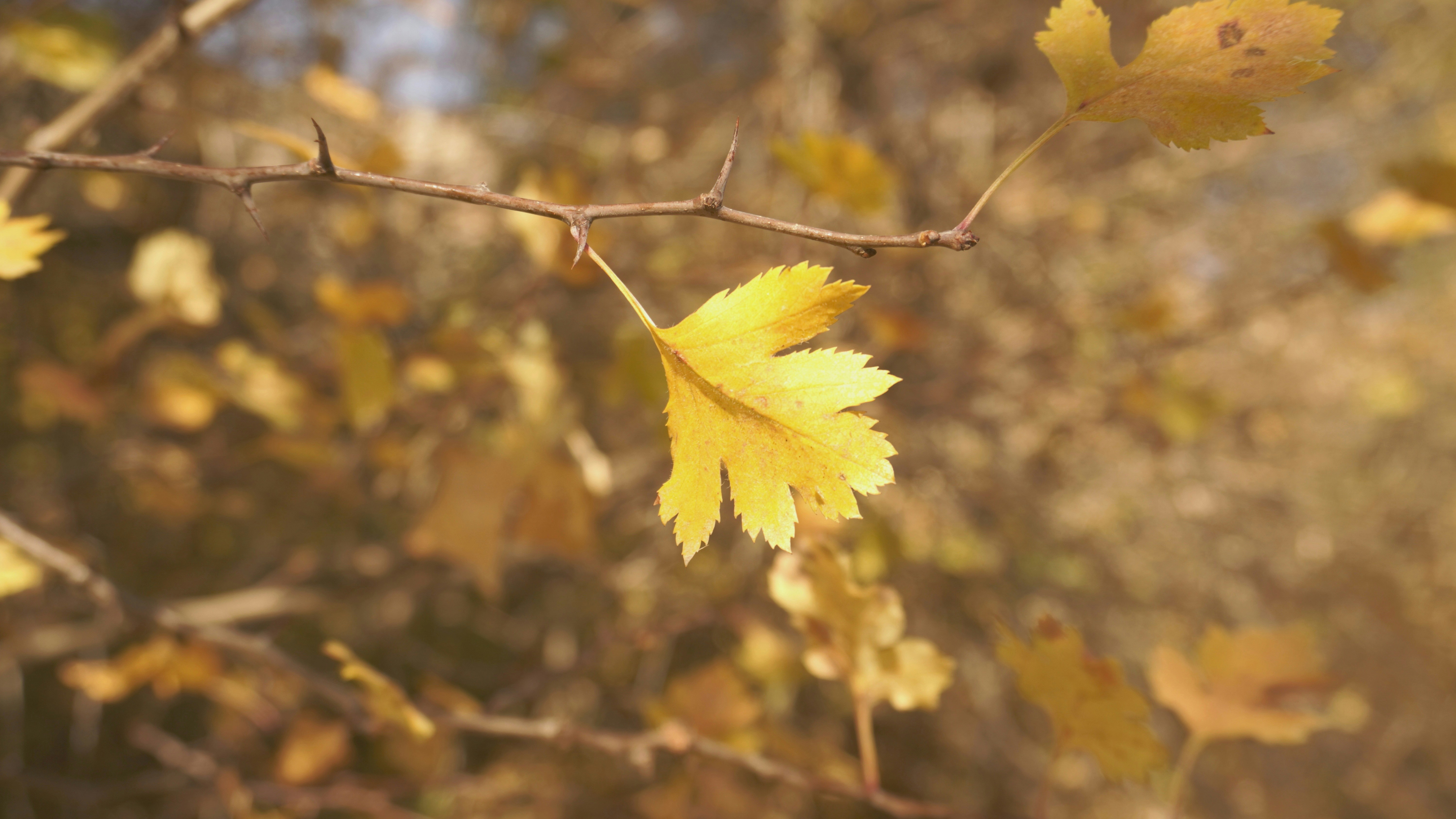 Solitary Sunlit Leaf: Autumn's Quiet Focal Point
