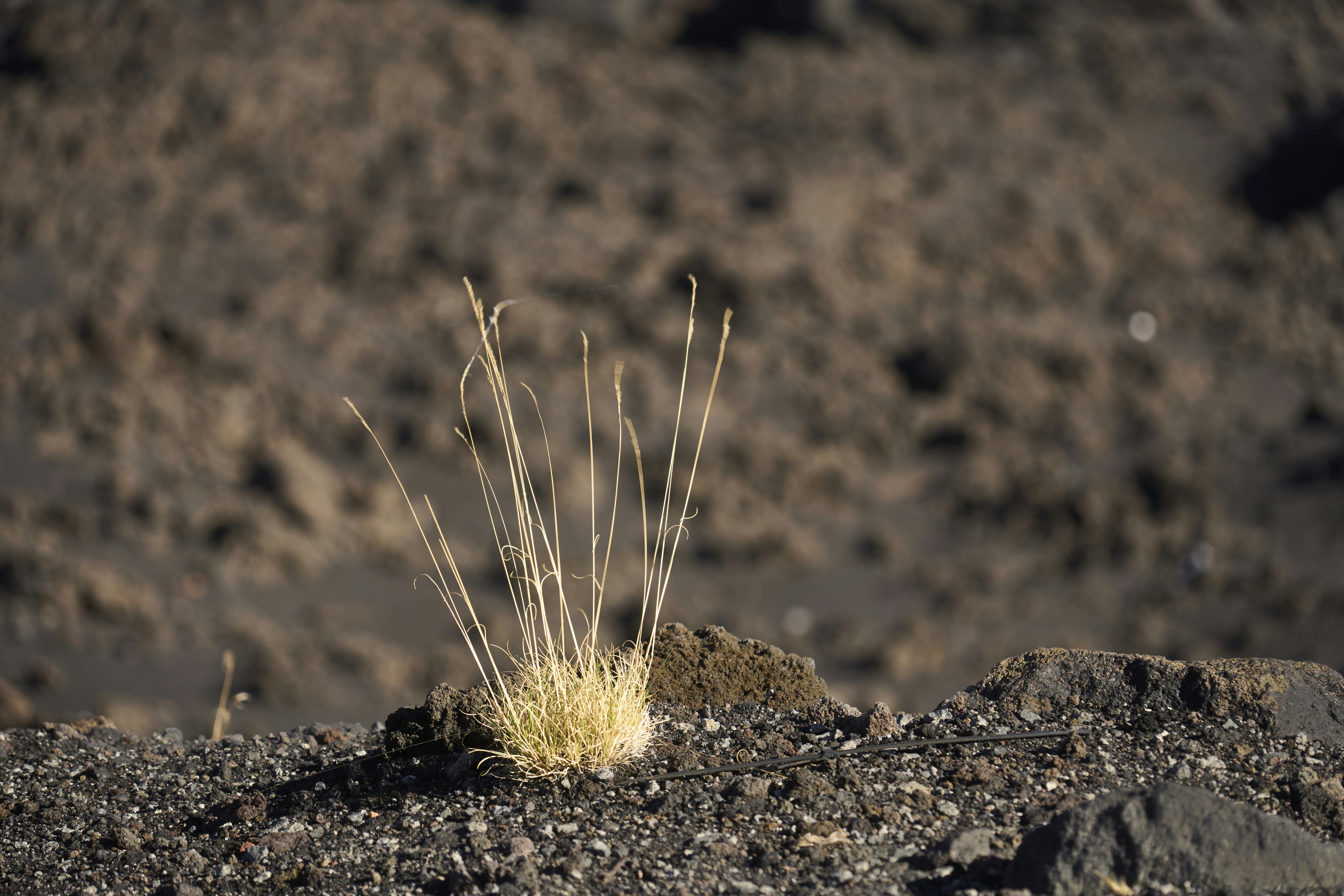 Lone Grass on Volcanic Gravel: A Minute Sentinel at the Edge
