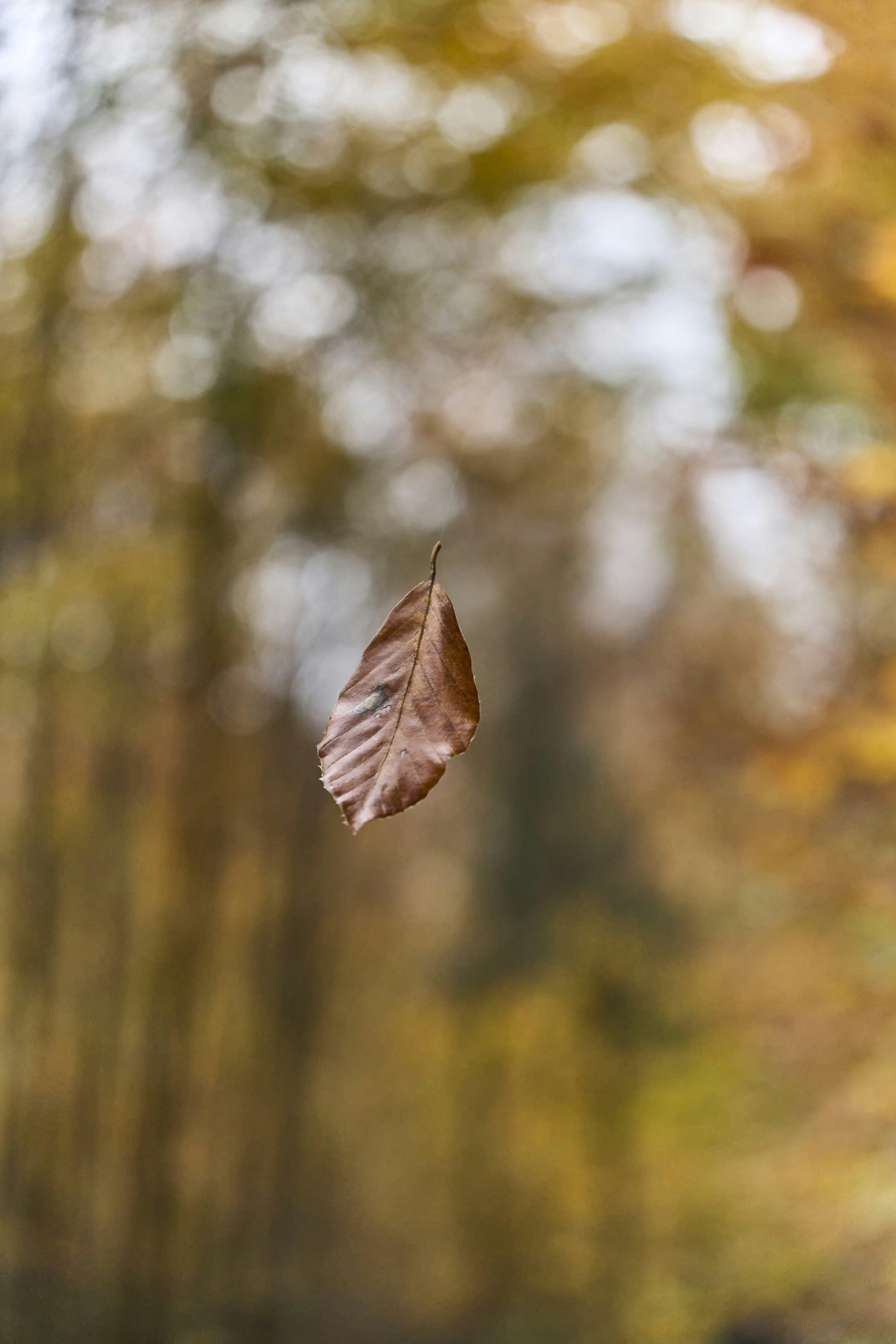 Photo by Wolfgang Hasselmann with Sony Alpha 7 IV