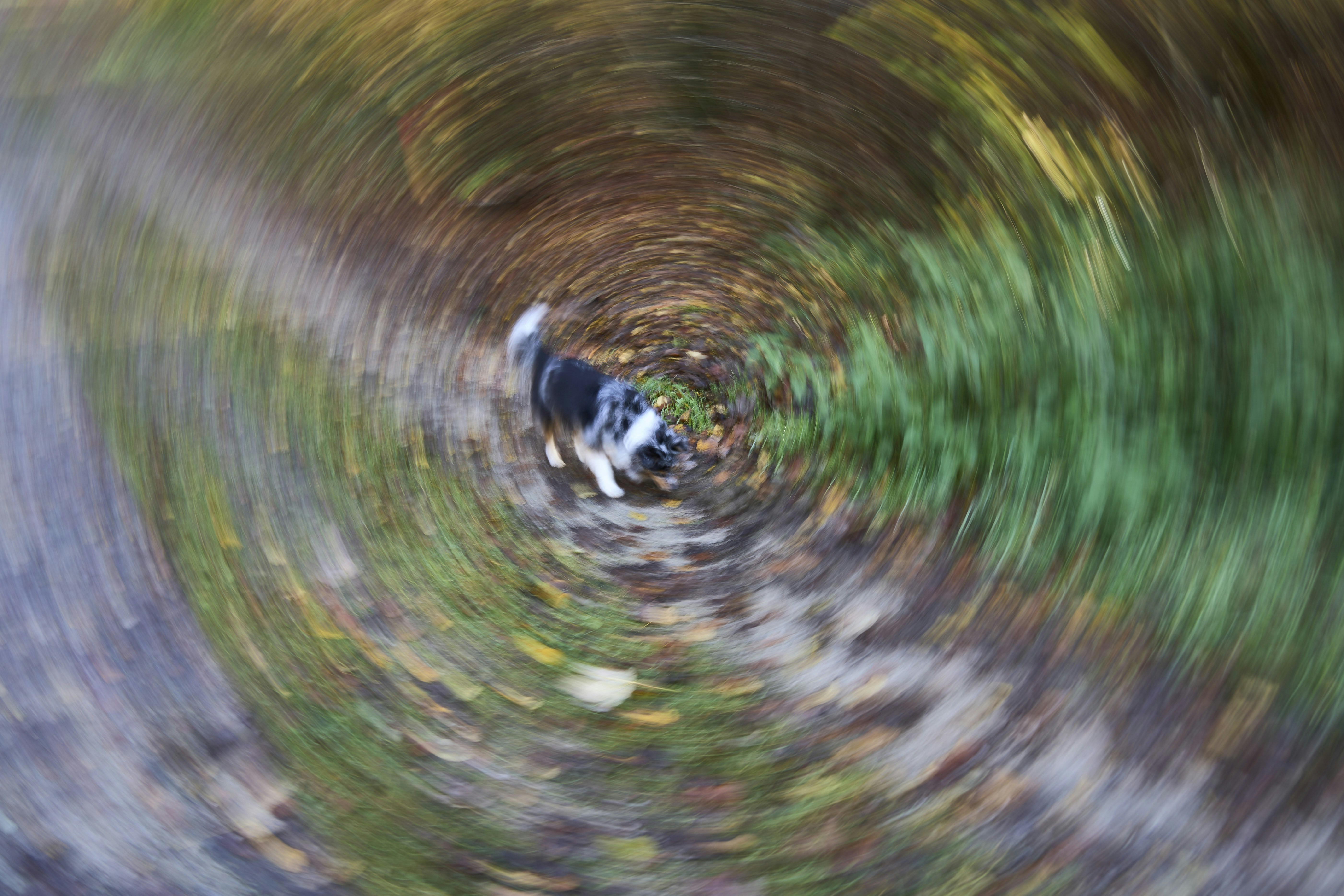 Center of the Spin: A Dog in a Leaf-Tunnel