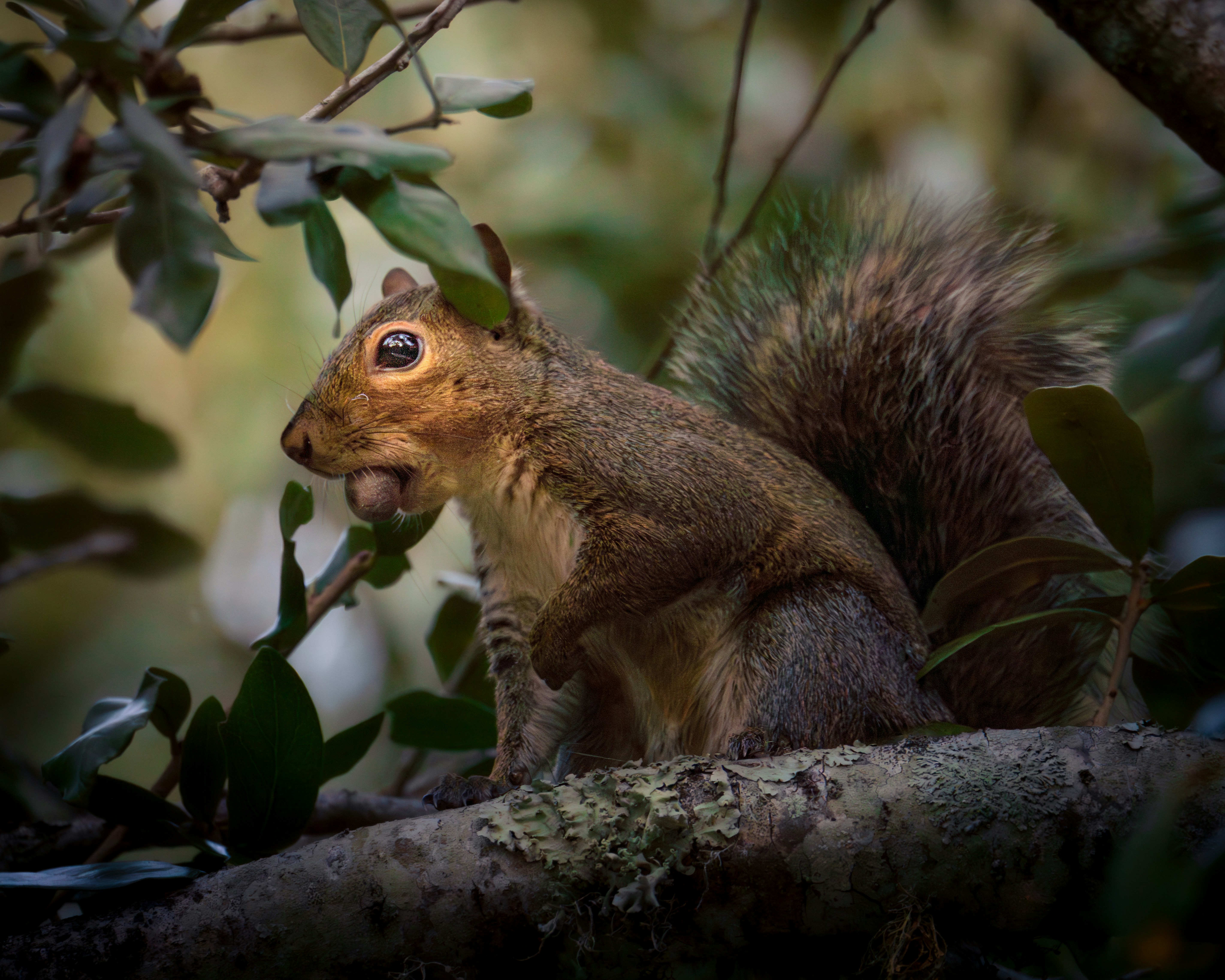 A close-up image of a squirrel standing on a tree branch with an acorn in its mouth.