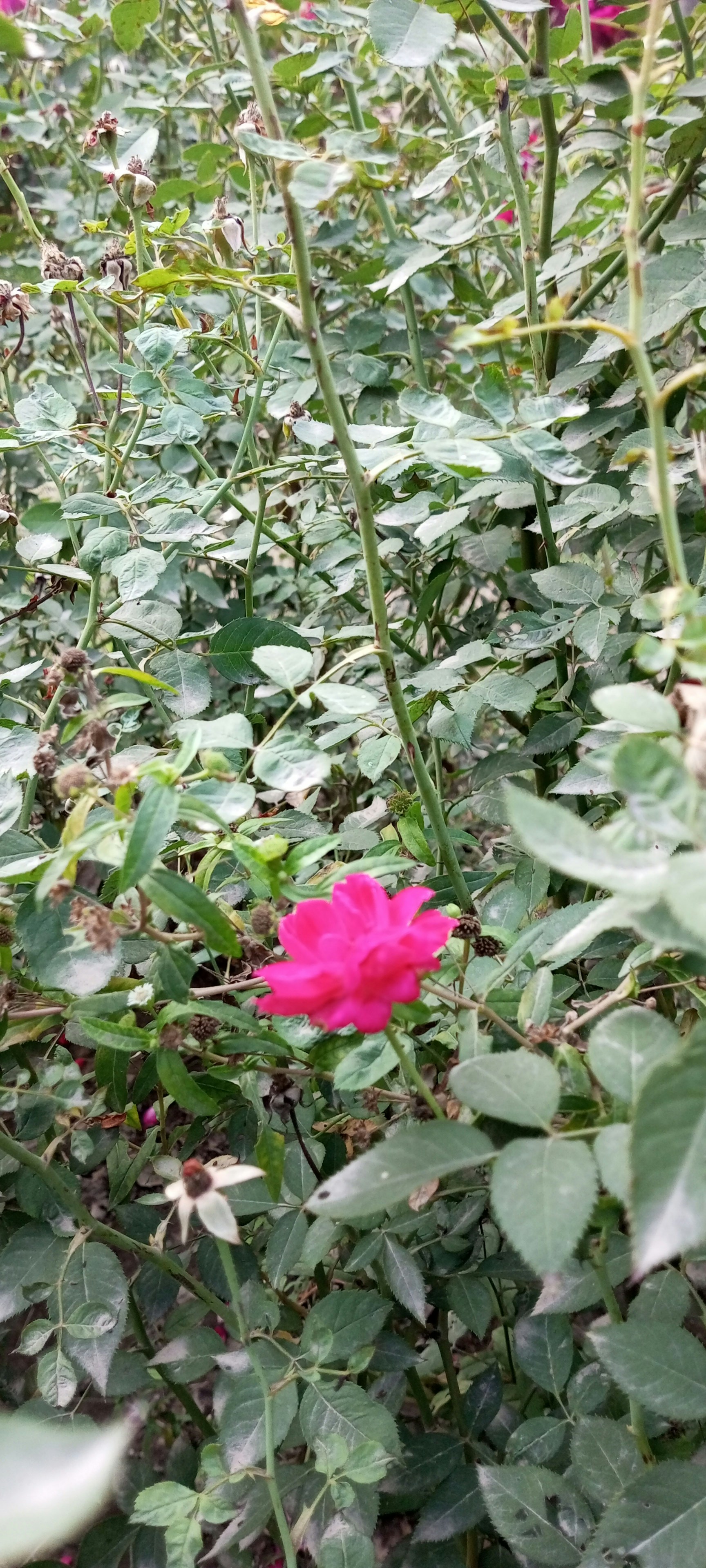 Beautiful flowers plants.