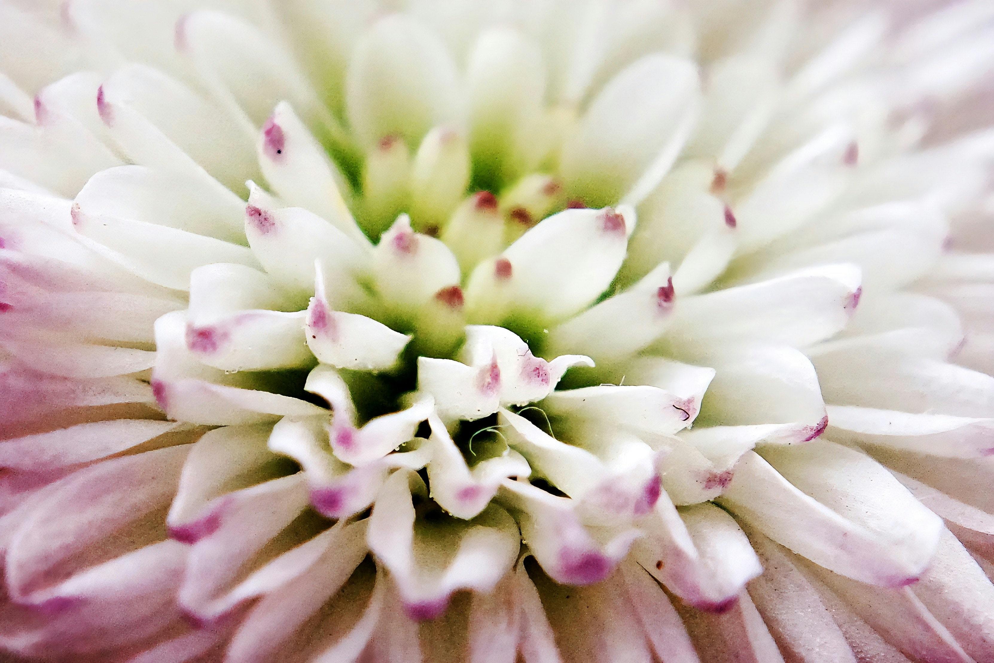 A stunning, ultra close-up shot captures the intricate detail of a chrysanthemum or similar multi-petaled flower. The petals radiate outwards, primarily in soft white and cream hues, with delicate touches of light pink and purple visible on their tips and edges. The very center of the bloom shows a dense cluster of tiny petals and pale green-yellow stamens. The extreme macro focus creates an abstract composition, emphasizing the velvety texture and soft colors of the bloom.