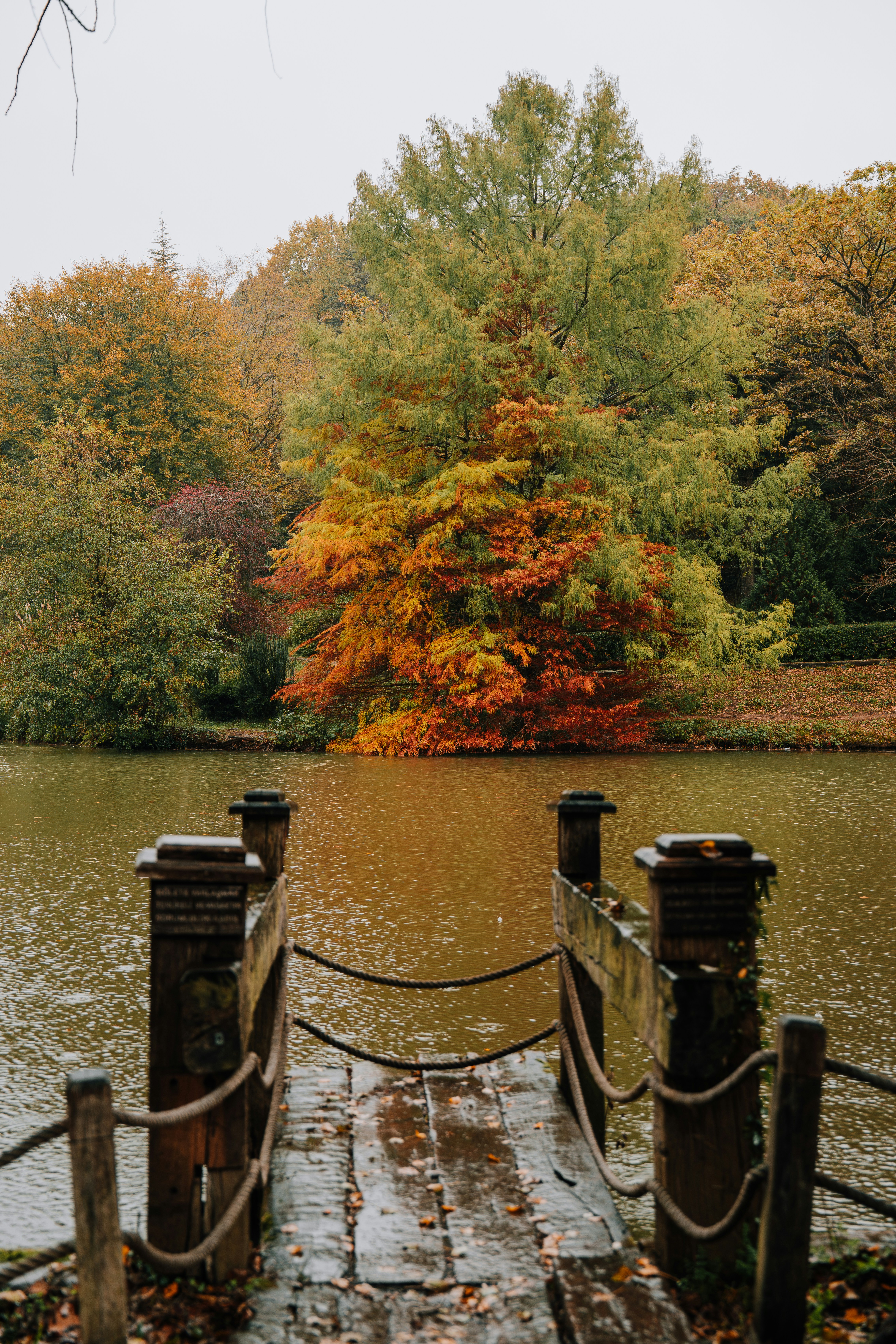 Autumn's Orange Sentinel Over a Quiet Lake