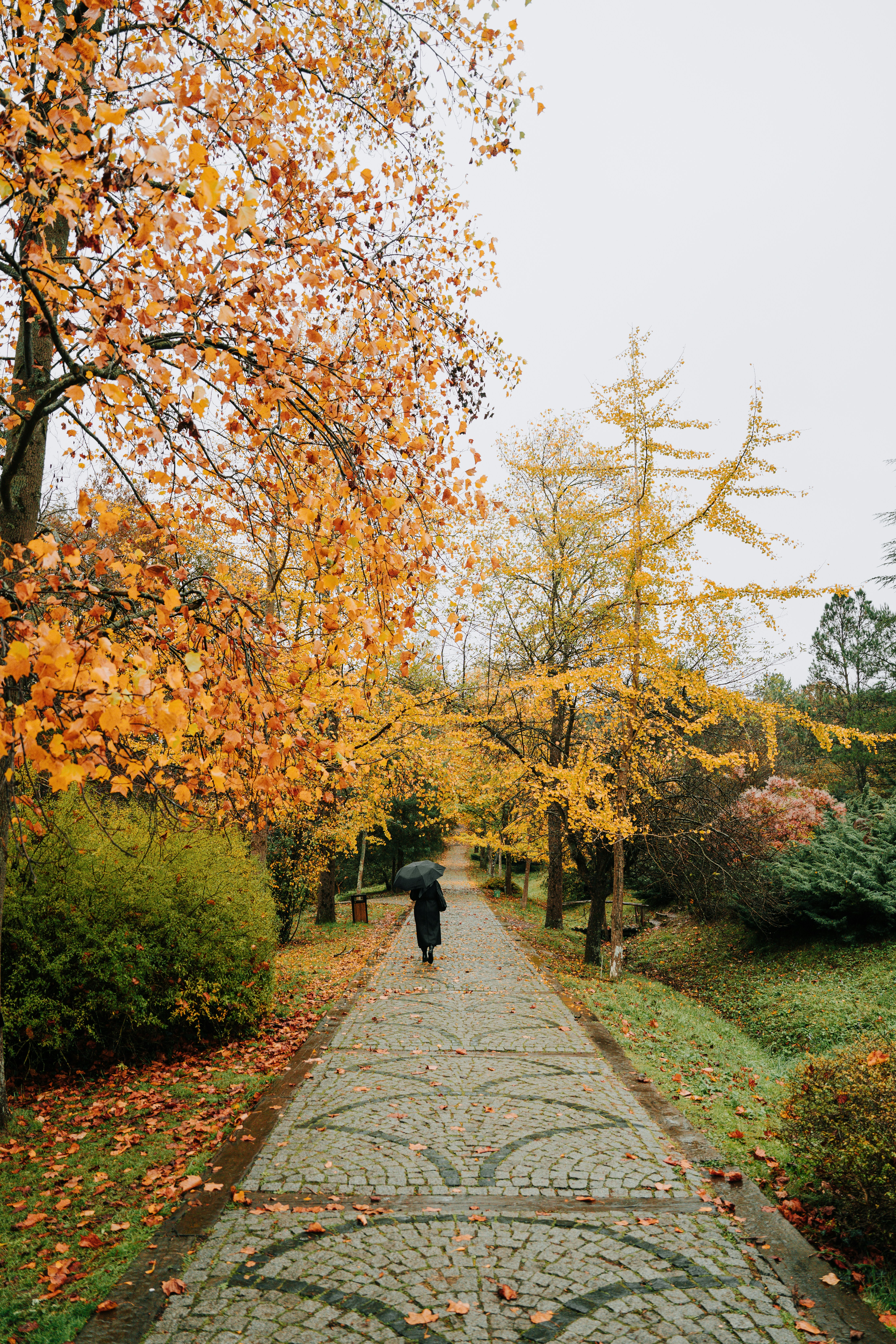 Golden Corridor: A Lone Umbrella Traverses a Cobblestone Autumn Path