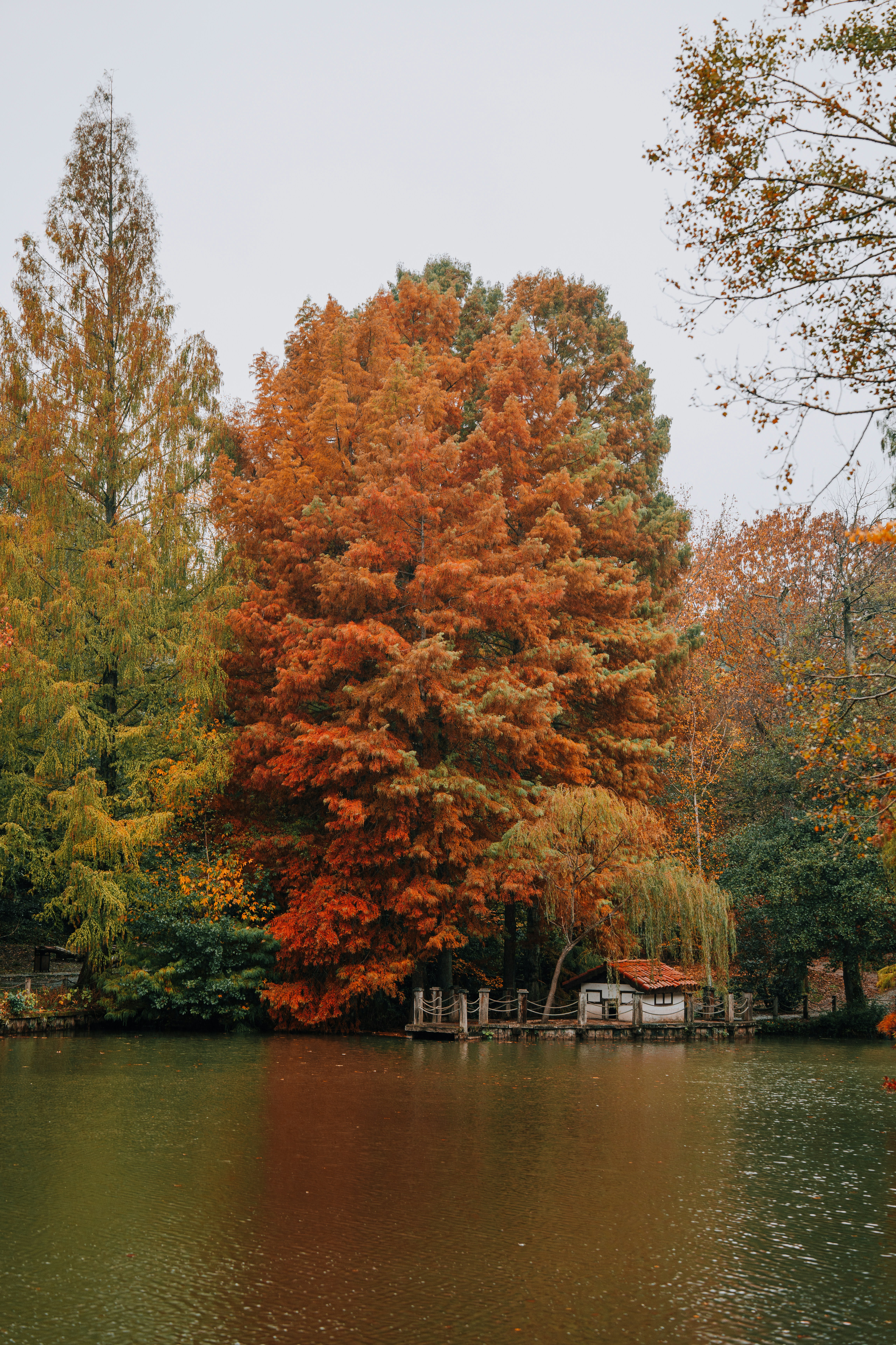 Crimson Canopy Framing a Tranquil Lake