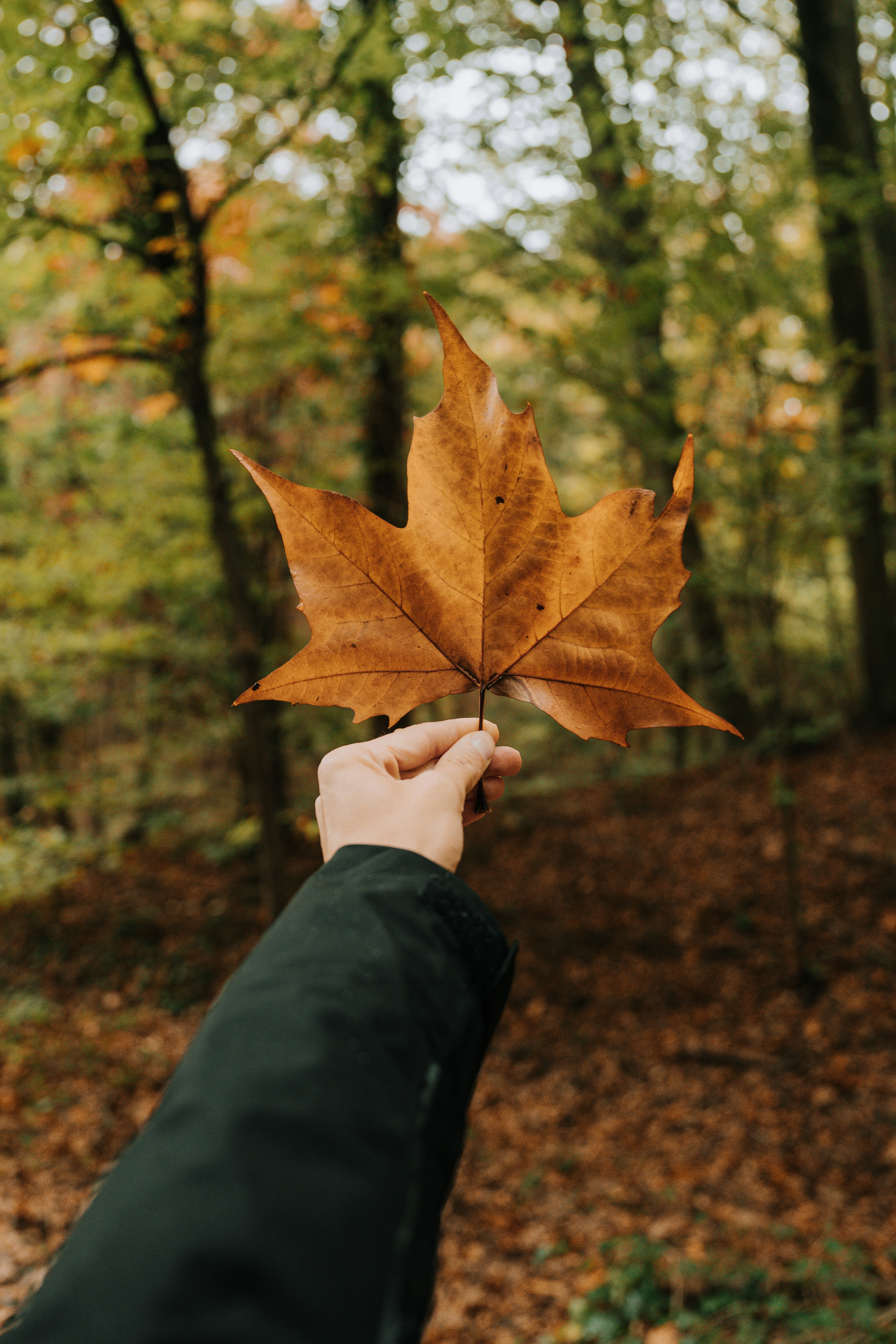 Autumn Embrace: A Maple Leaf Anchored in a Dappled Forest