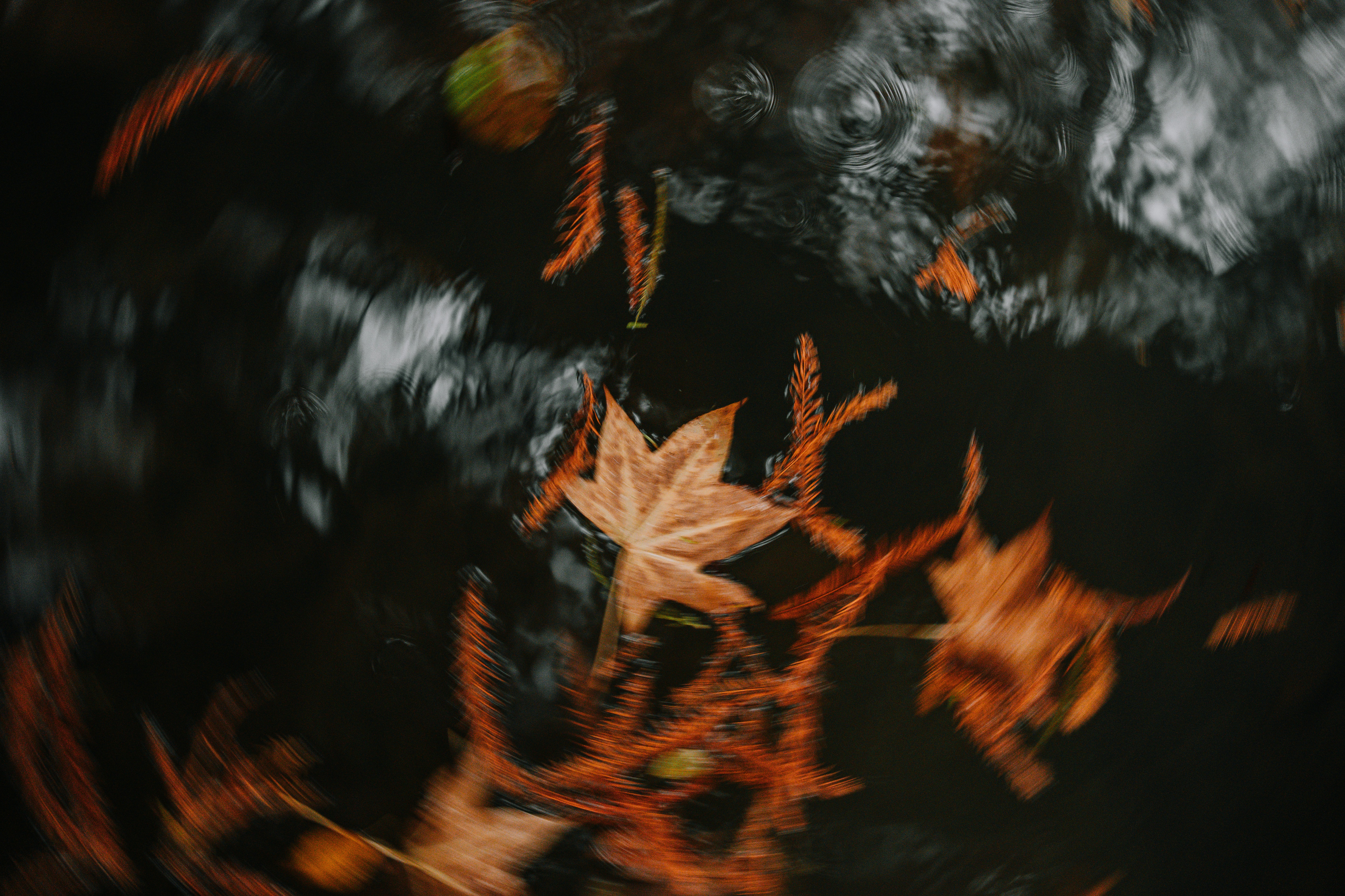Crimson Leaves in a Velvet Ripple