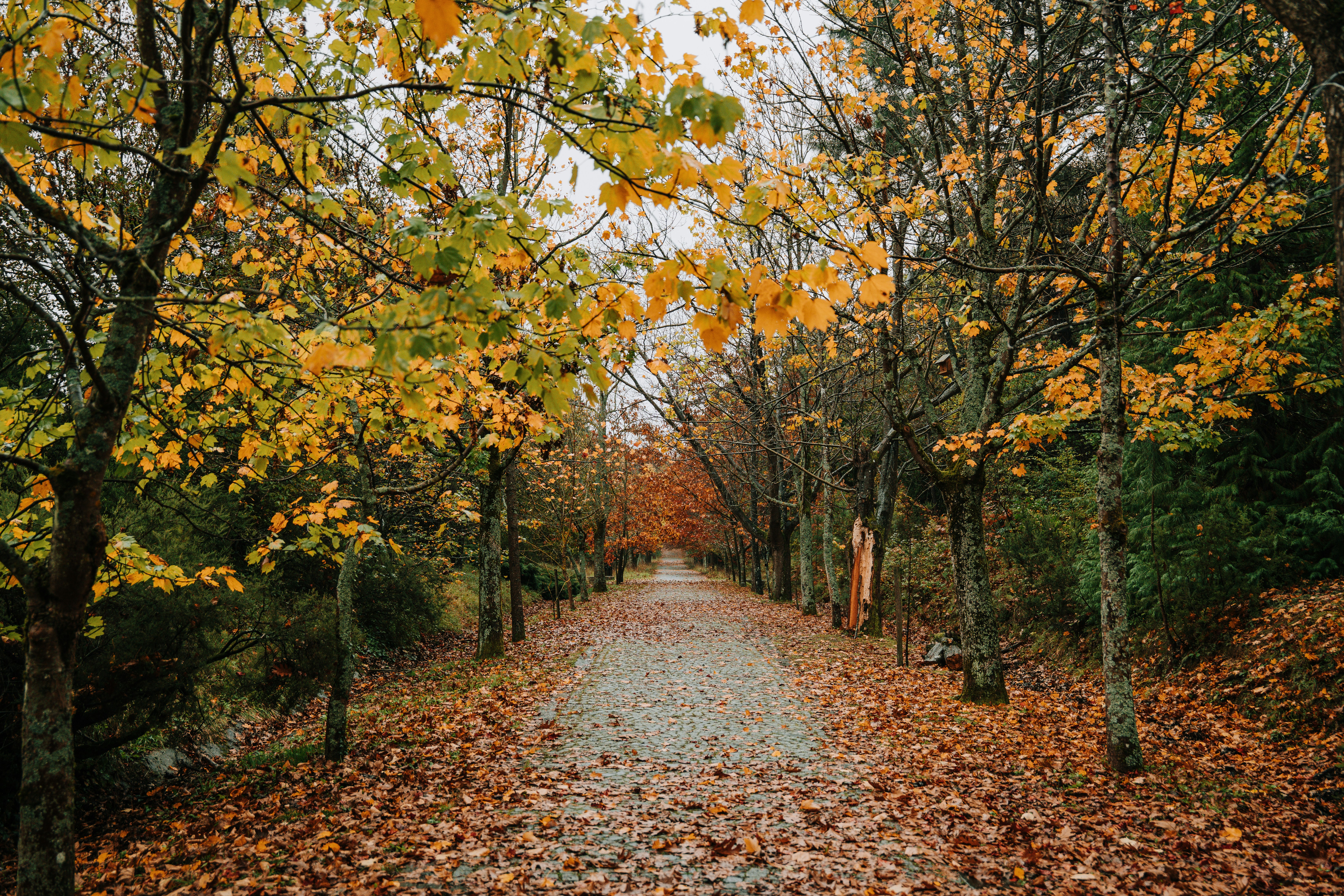 Gold and Rust Corridor: A Leafy Path in Autumn Forest