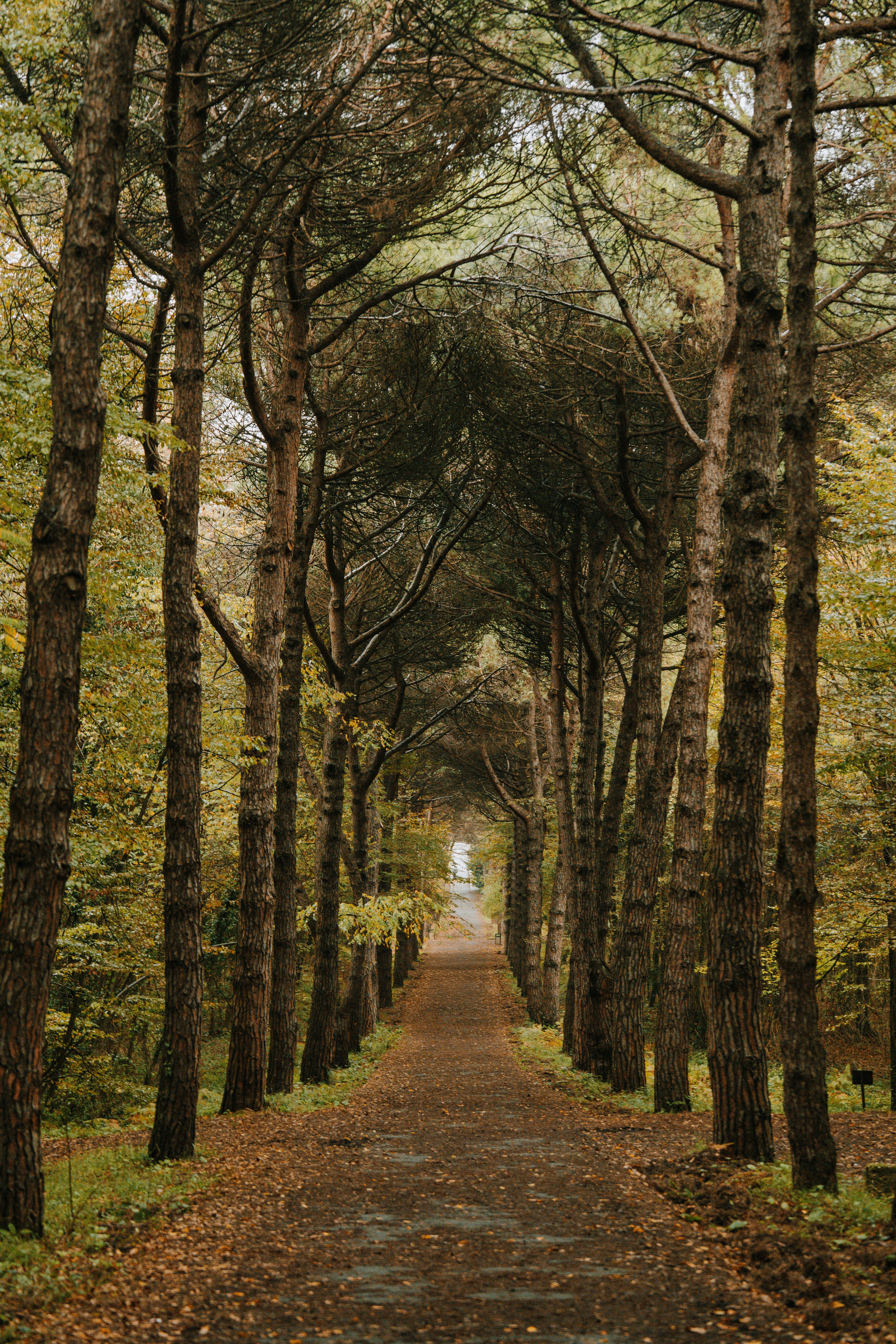 Amber Corridor: A Tree-Lined Path Framing a Distant Glimmer