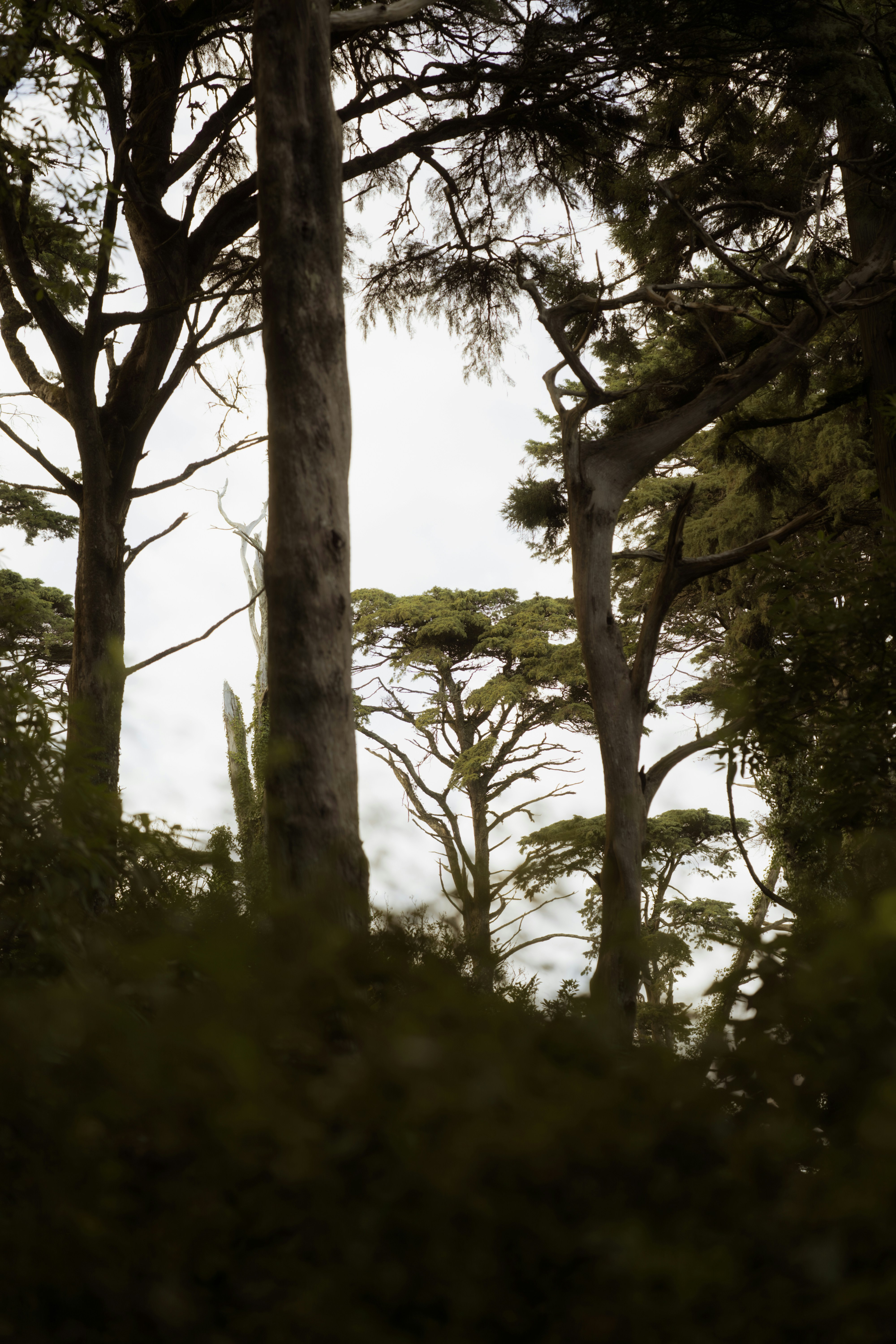 Photo by Andrei R. Popescu with Sony Alpha 7 III