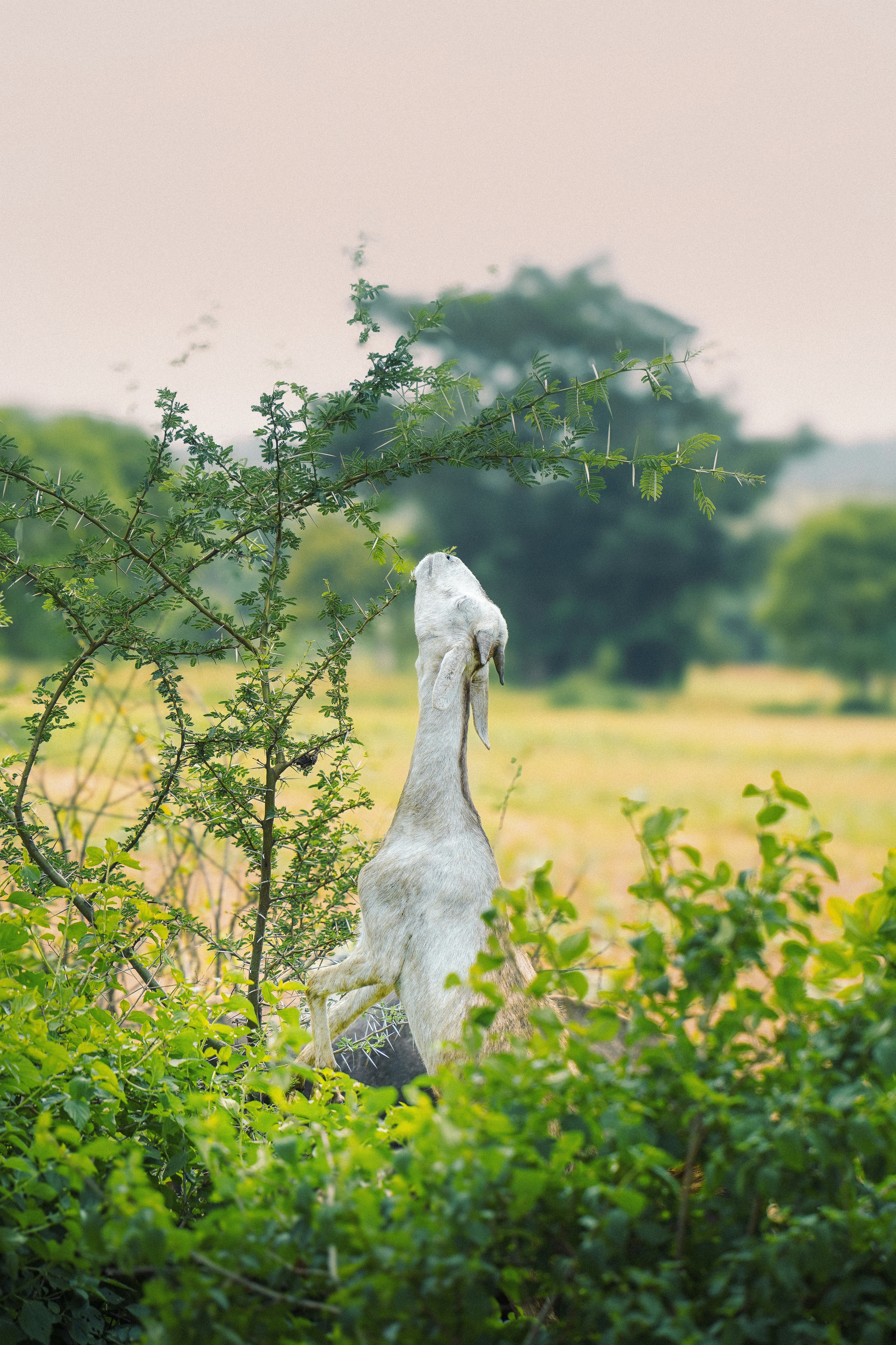 Photo by pranav ck with Sony Alpha 7 III