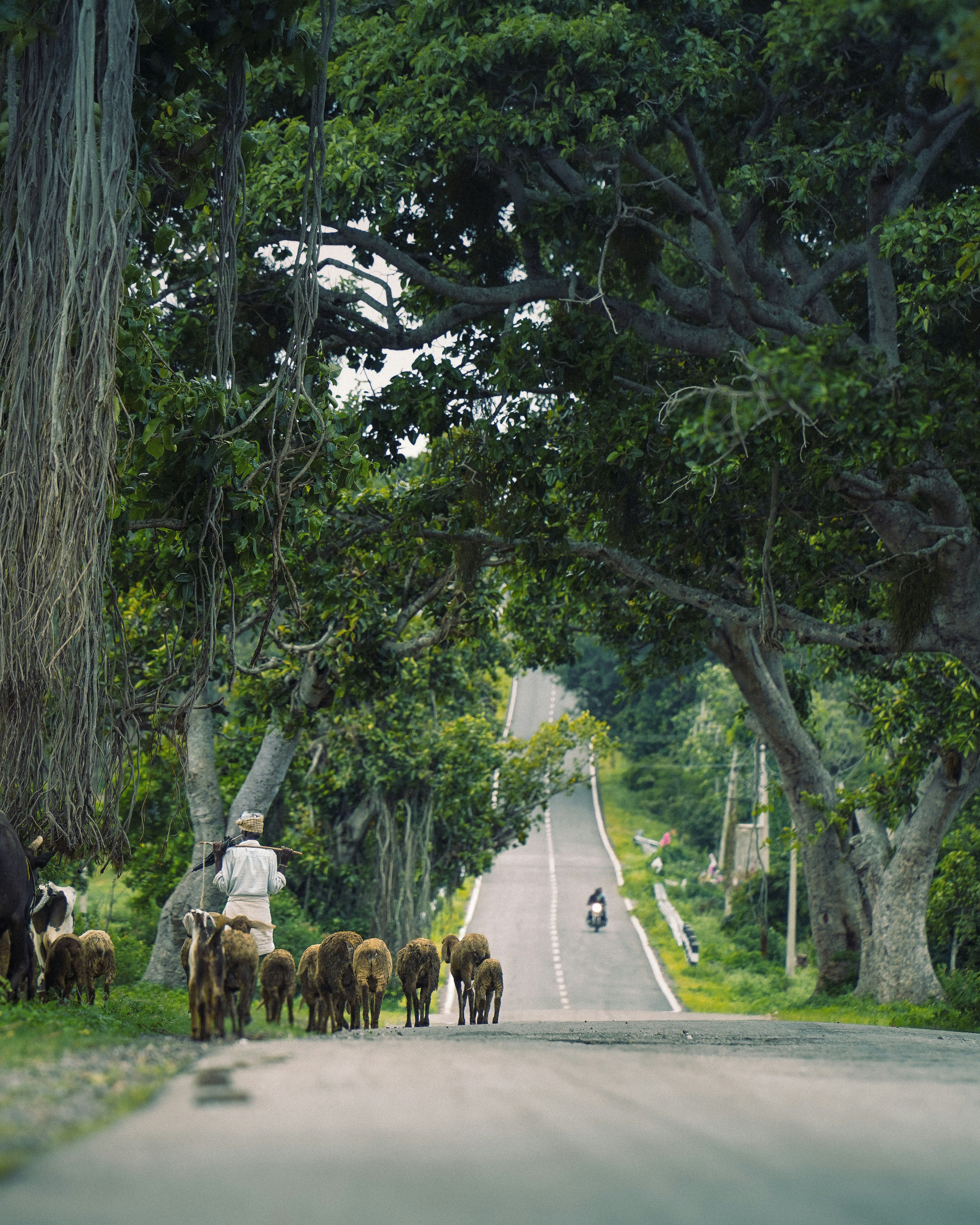 Cattle Caravan on a Tree-Canopied Country Road