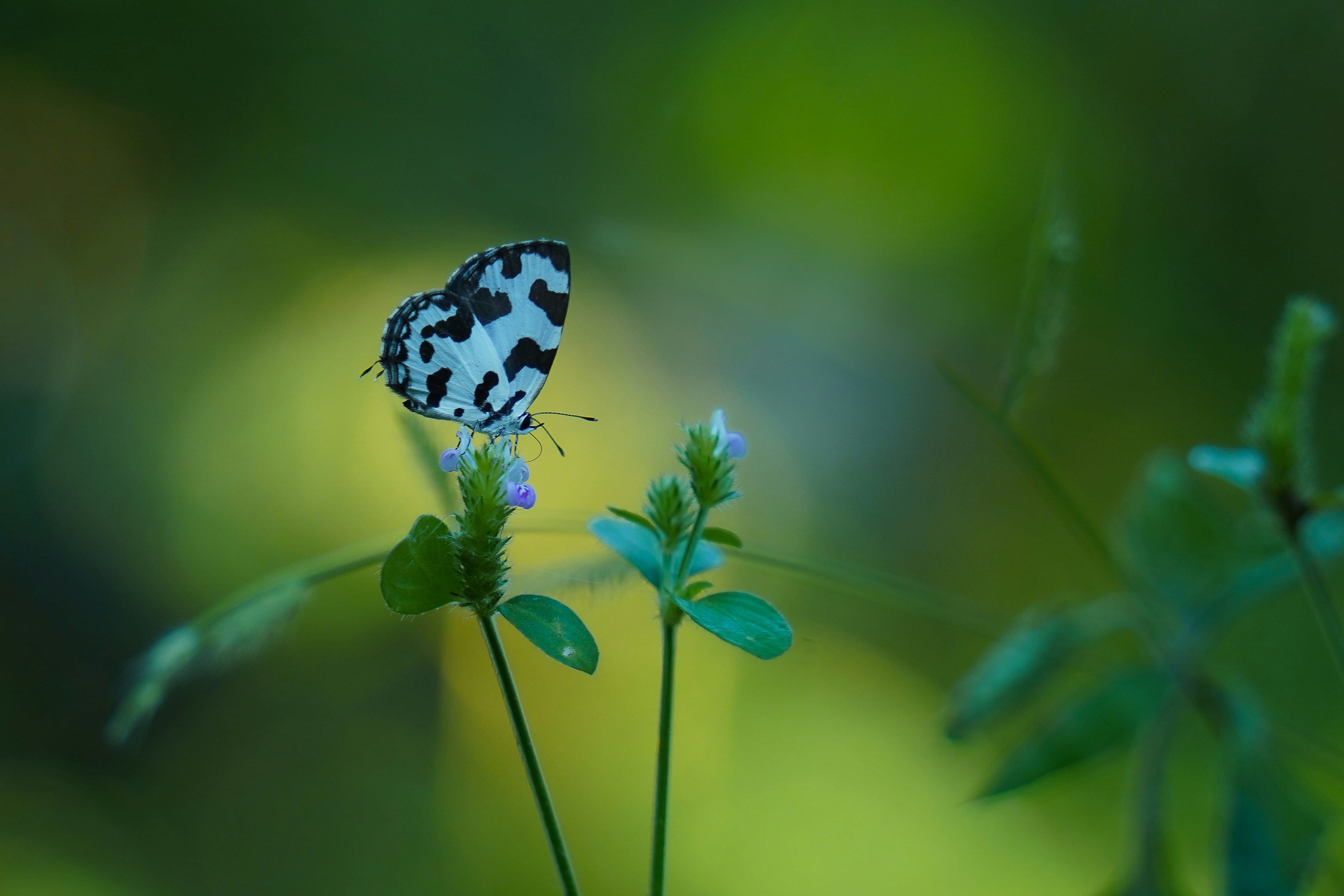 Photo by pranav ck with Sony Alpha 7 III